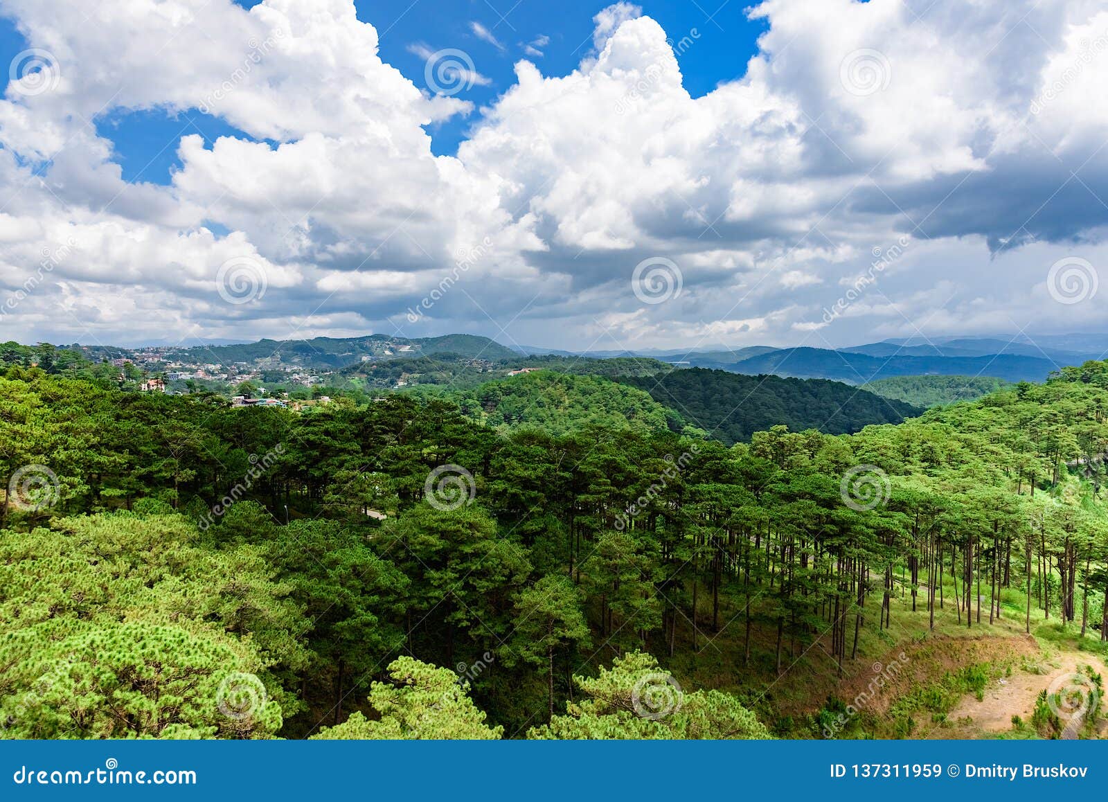 Forest view from above stock image. Image of scenic - 137311959