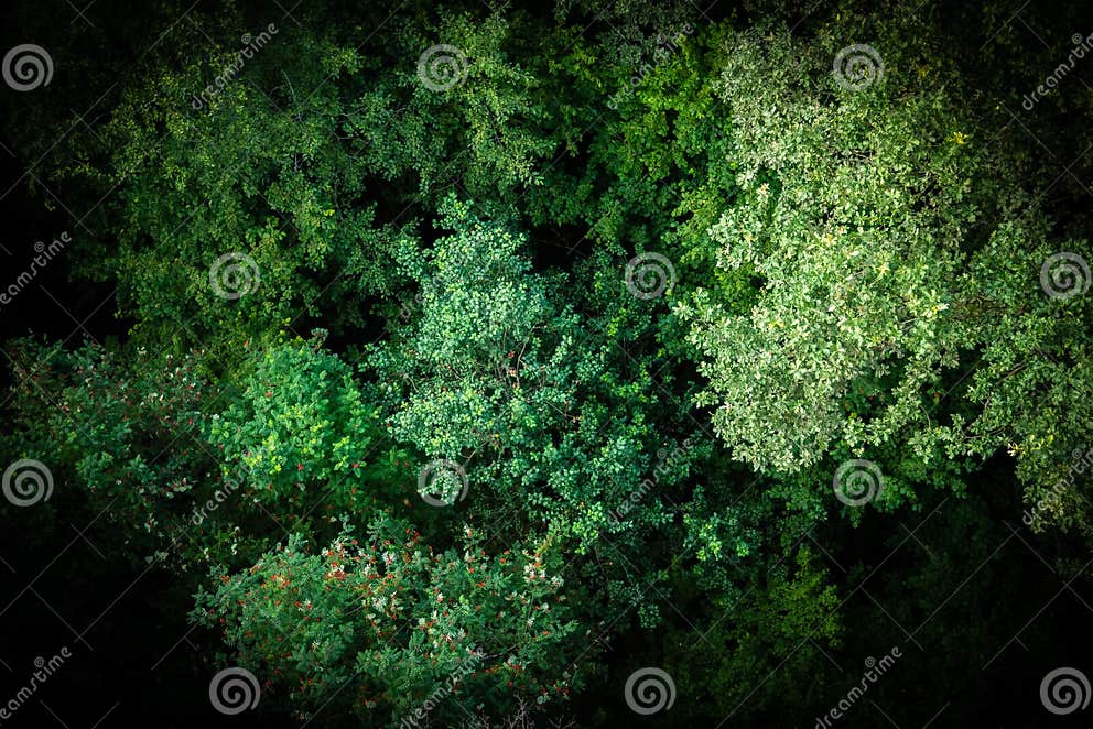 Forest View from Above Texture Stock Photo - Image of blue, nature ...