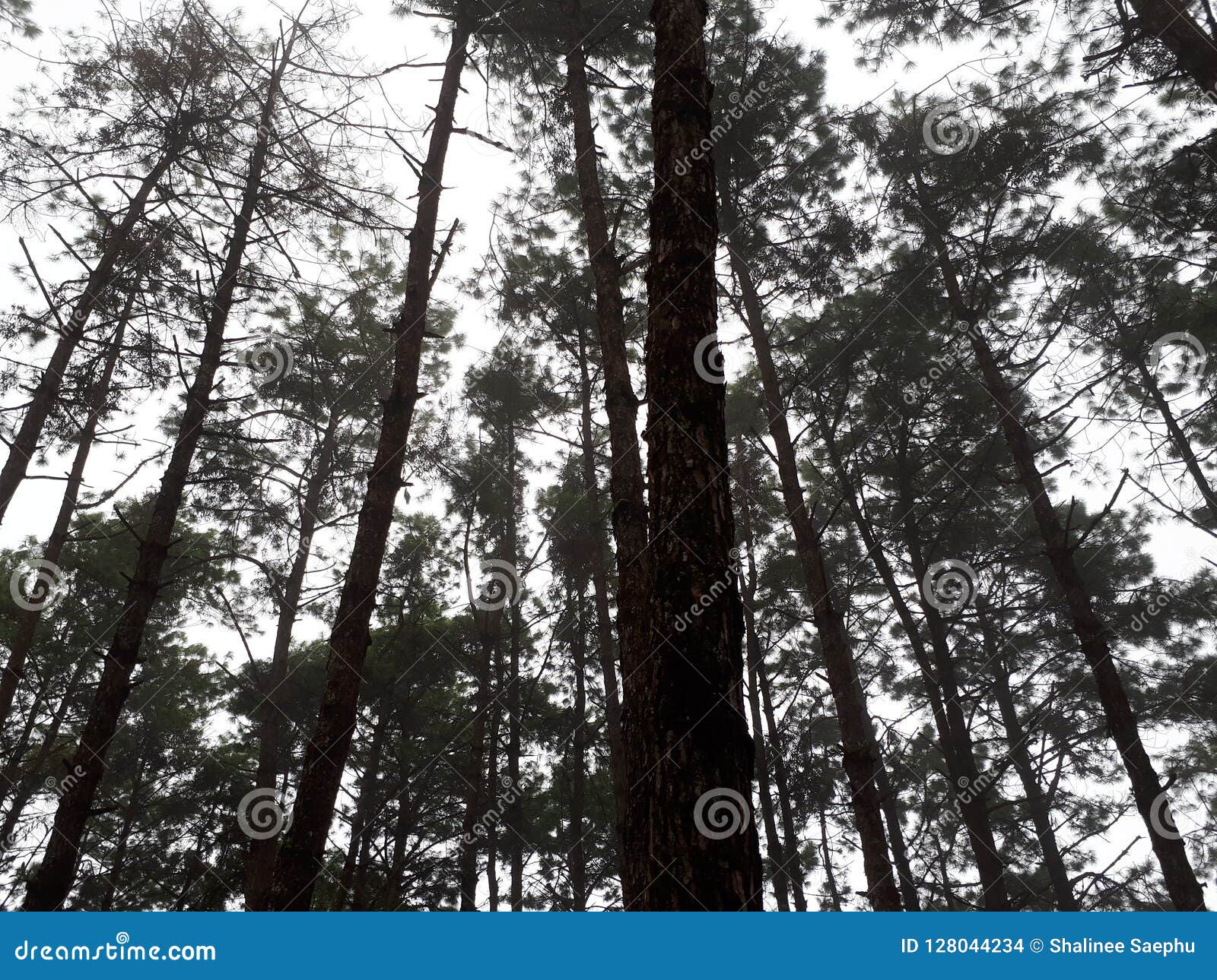 Forest stock photo. Image of nature, view, hills, beautiful - 128044234