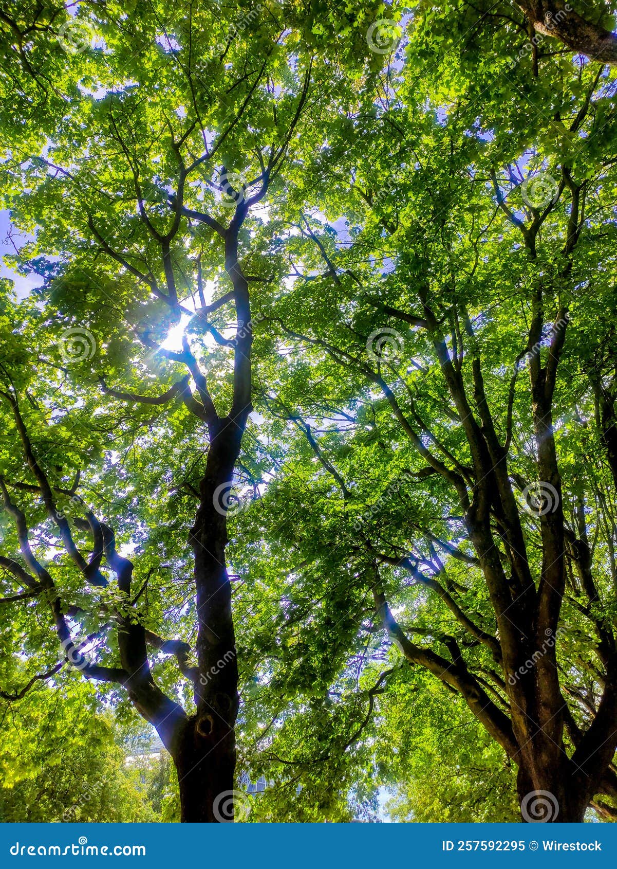 Forest View from Below, Inside Forest. Tree Leaves Wallpaper. Bottom ...