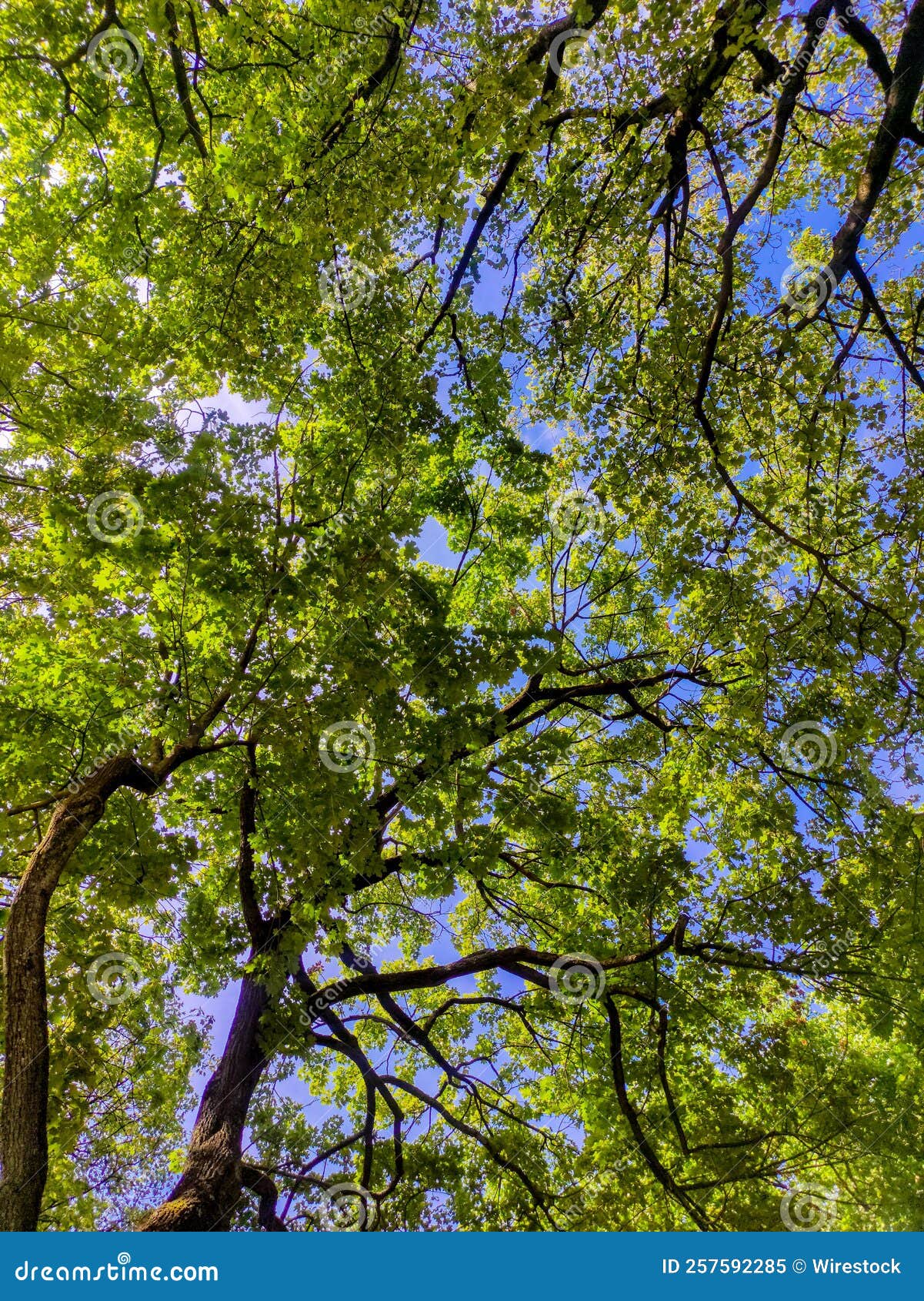 Forest View from Below, Inside Forest. Tree Leaves Walpaper. Bottom ...