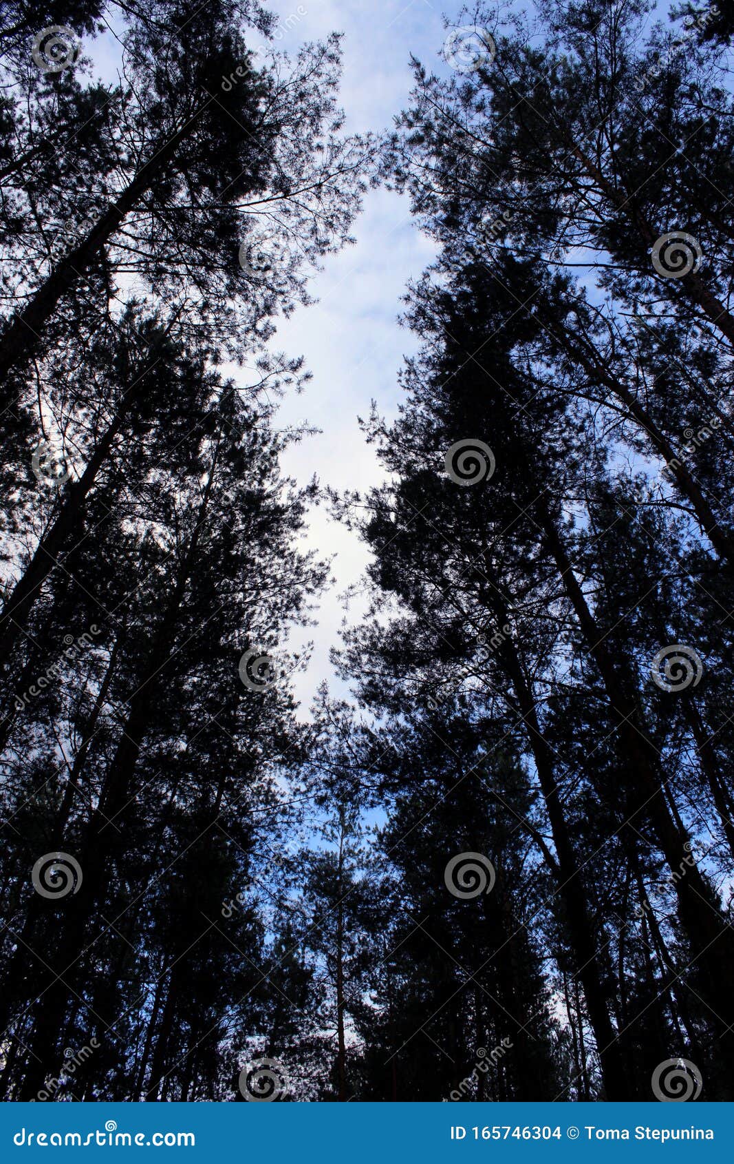 Forest, View from Below. Vertical Image of Pine Trees, Cropped Shot ...