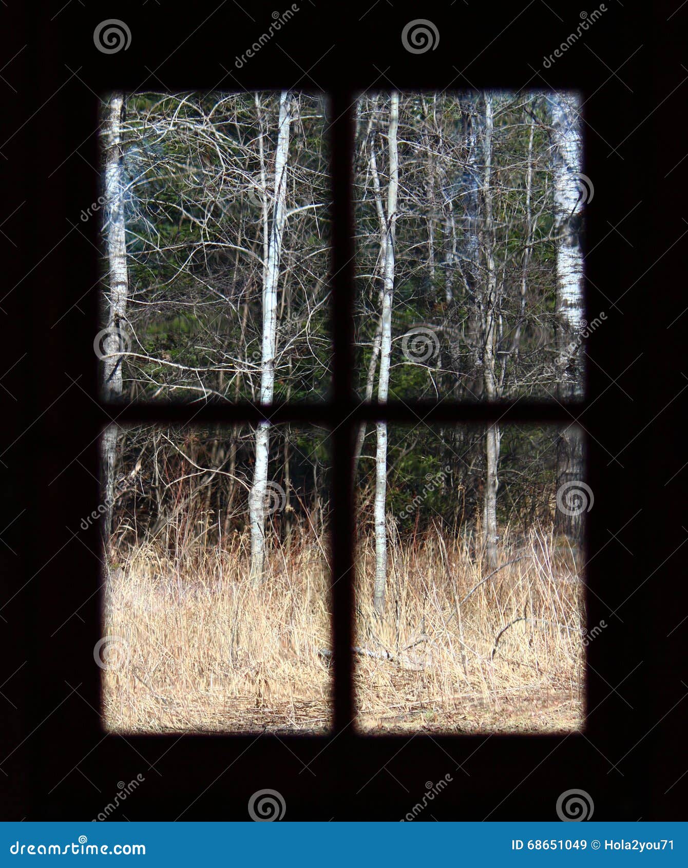 Forest view stock image. Image of lonely, seclusion, peer - 68651049