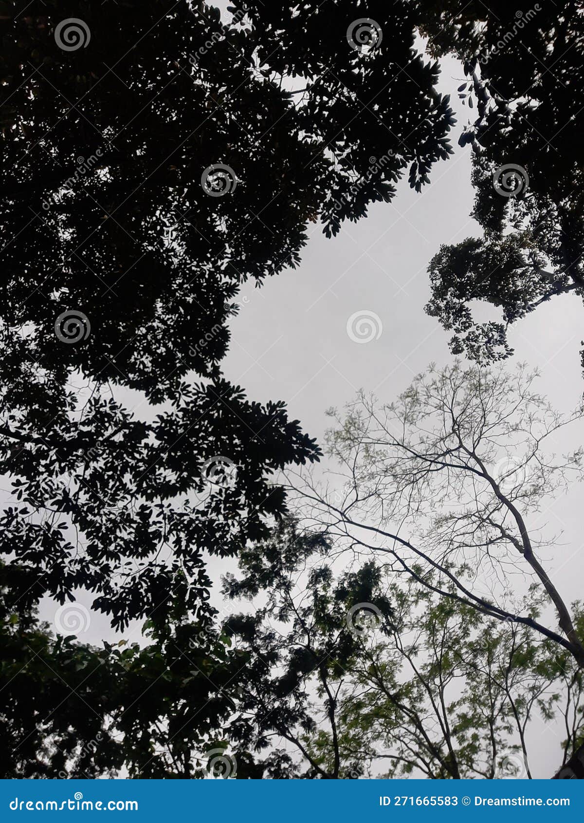 Forest View in Black and White Stock Image - Image of branch, treeview ...