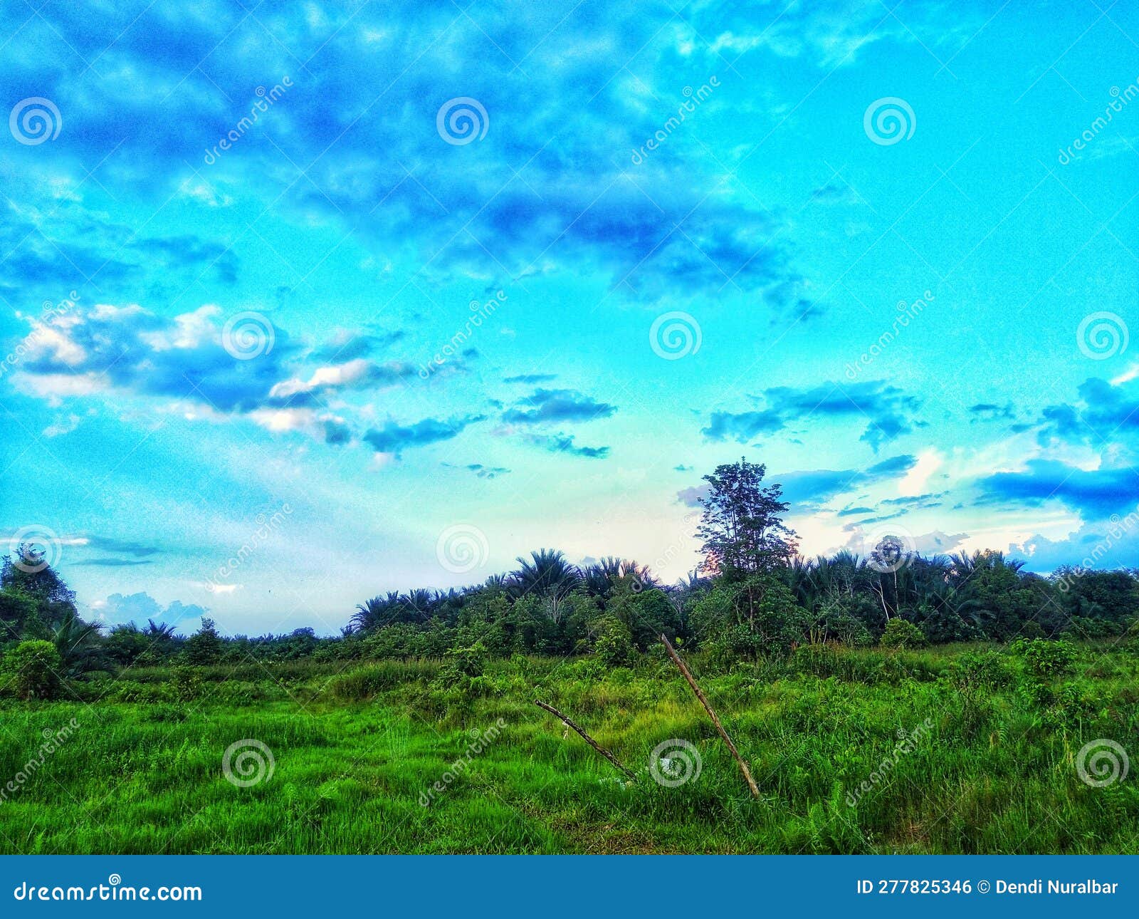 Forest View Complete with Clouds and Clear Sky Stock Photo - Image of ...