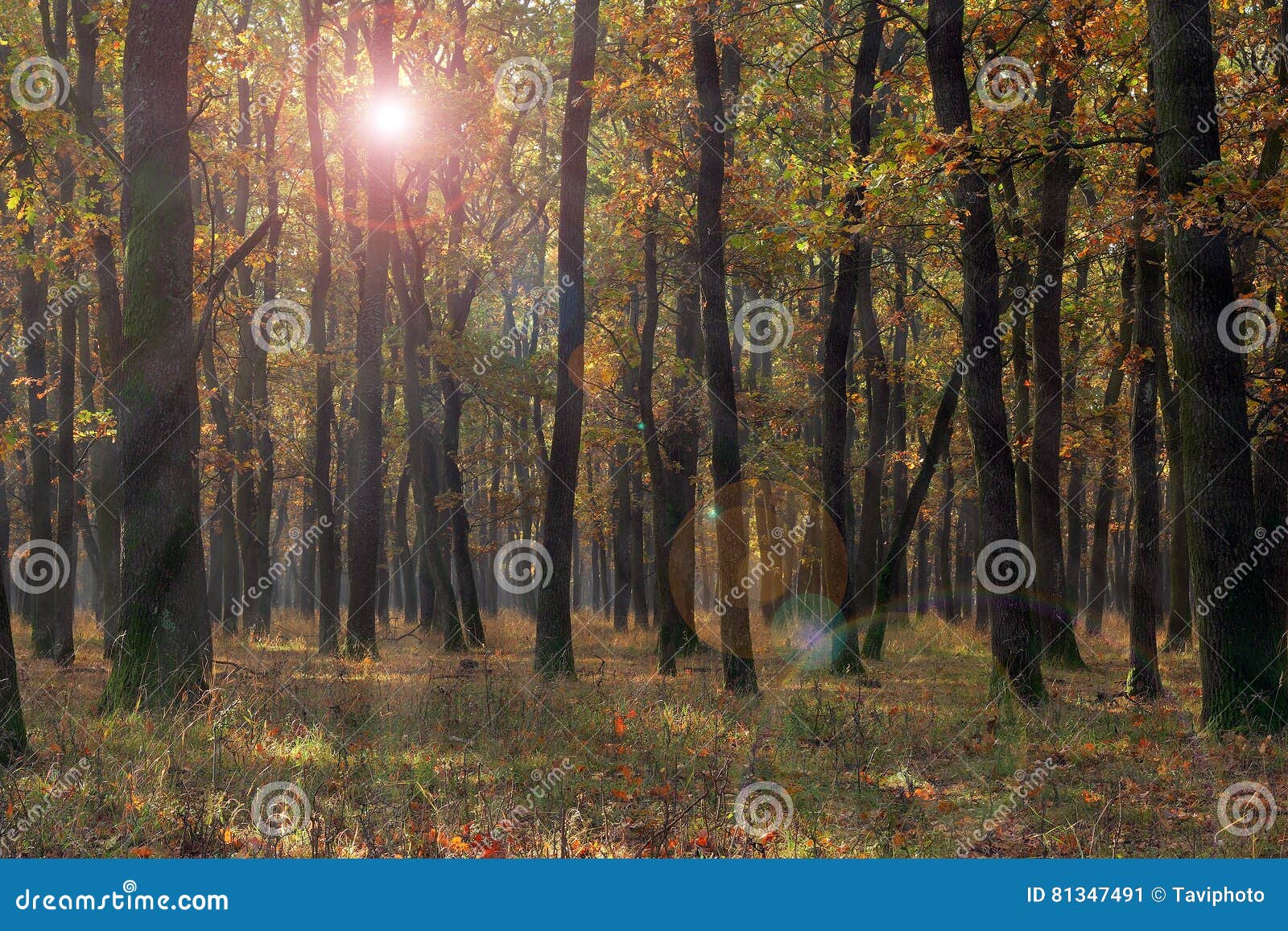 Forest view in fall season stock image. Image of leaf - 81347491