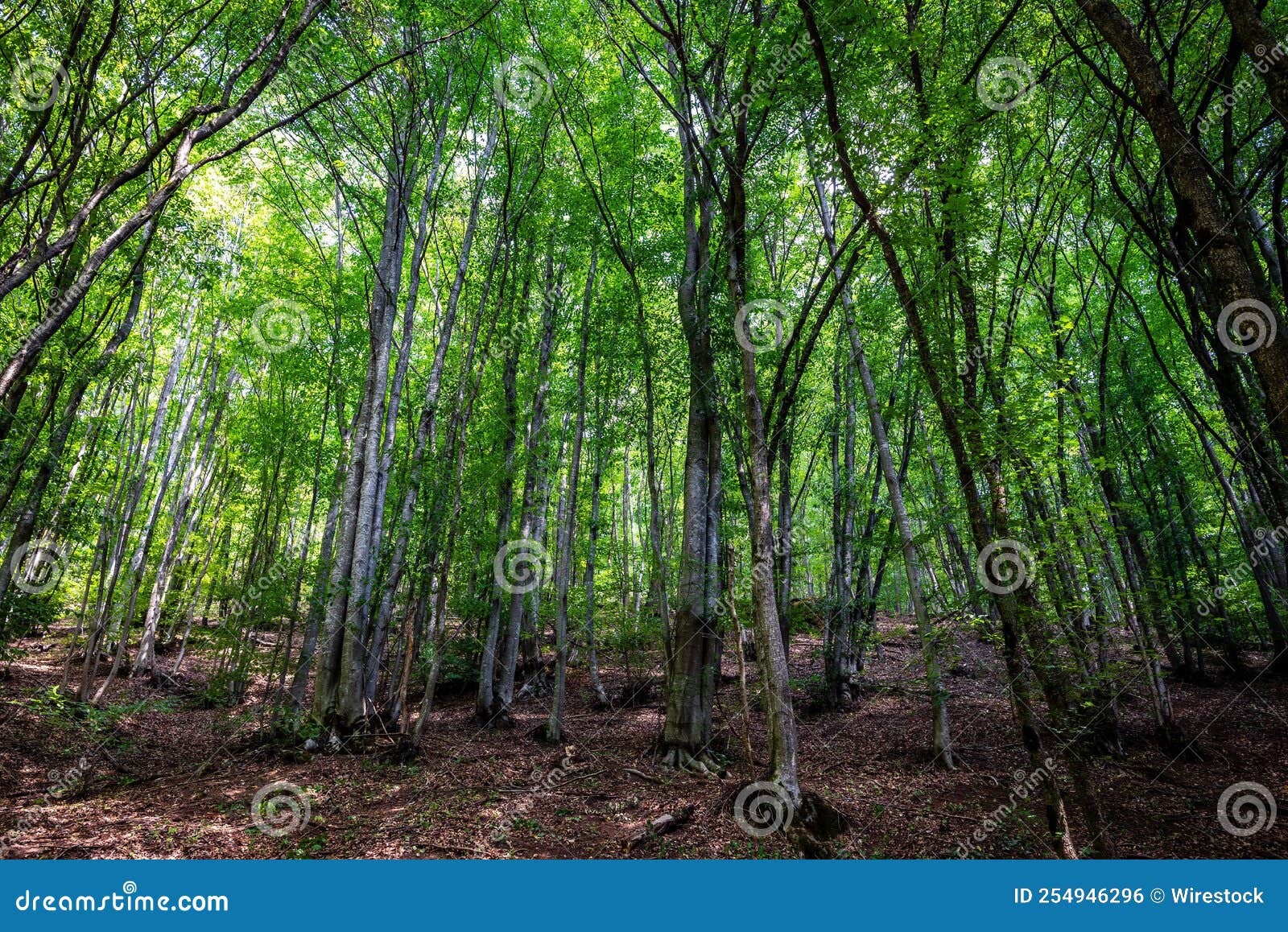 Forest View Full of Tall Trees with Thin Trunks Stock Photo - Image of ...