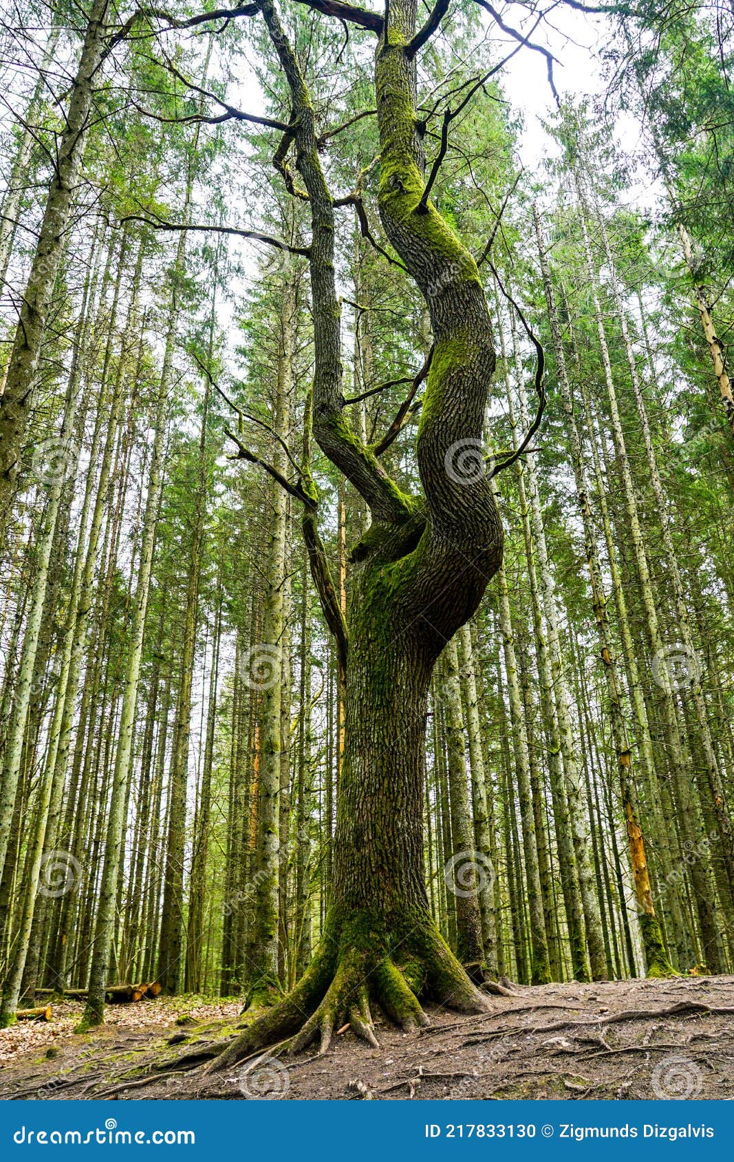 Forest View with an Interestingly Shaped Tree Trunk Stock Photo - Image ...