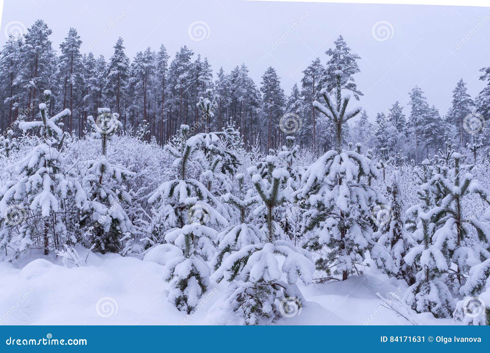 Forest view in January stock image. Image of cold, snowfall - 84171631