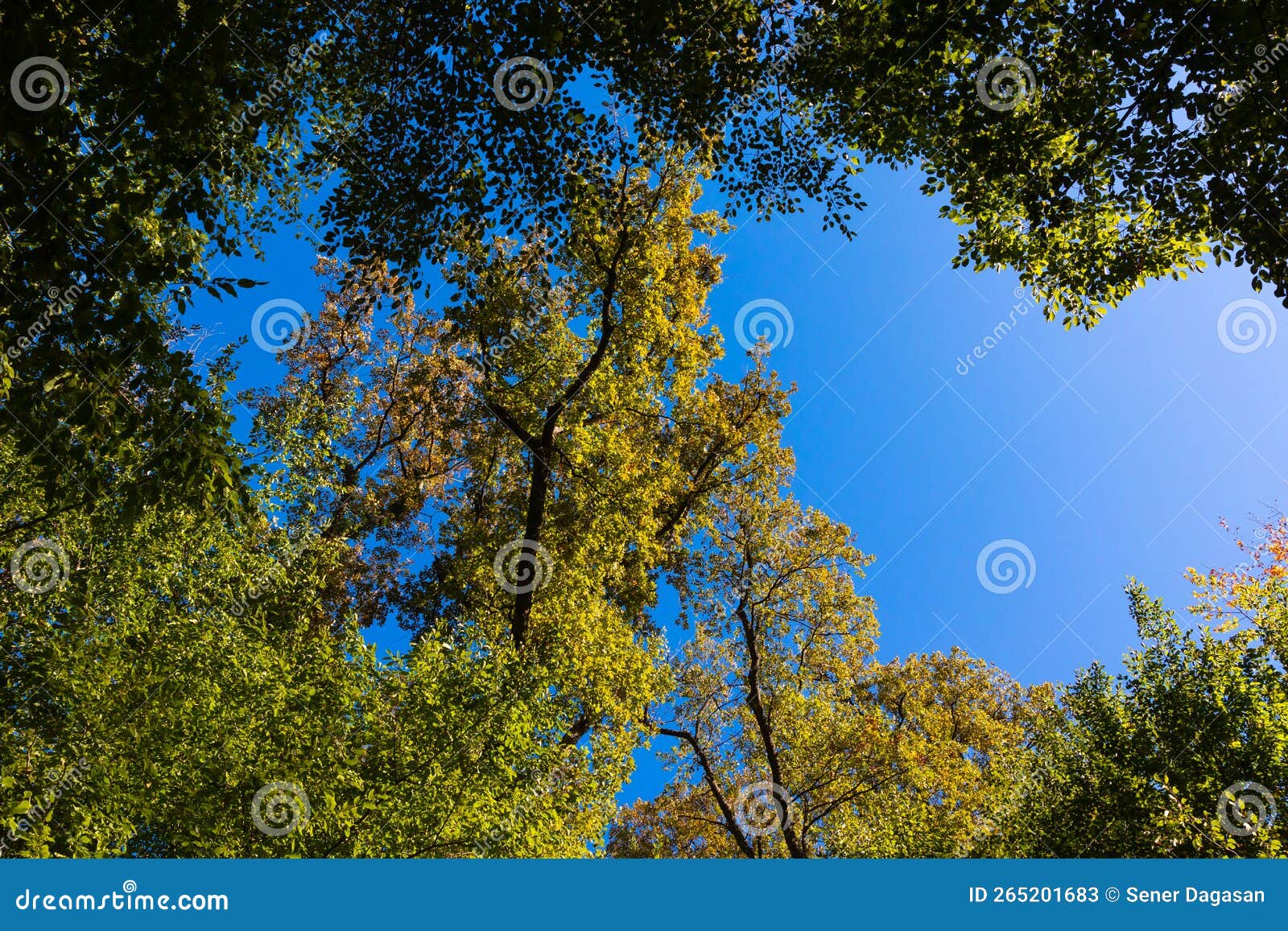 Forest View from Low Angle. Trees at Sunset. Carbon Net Zero Concept ...