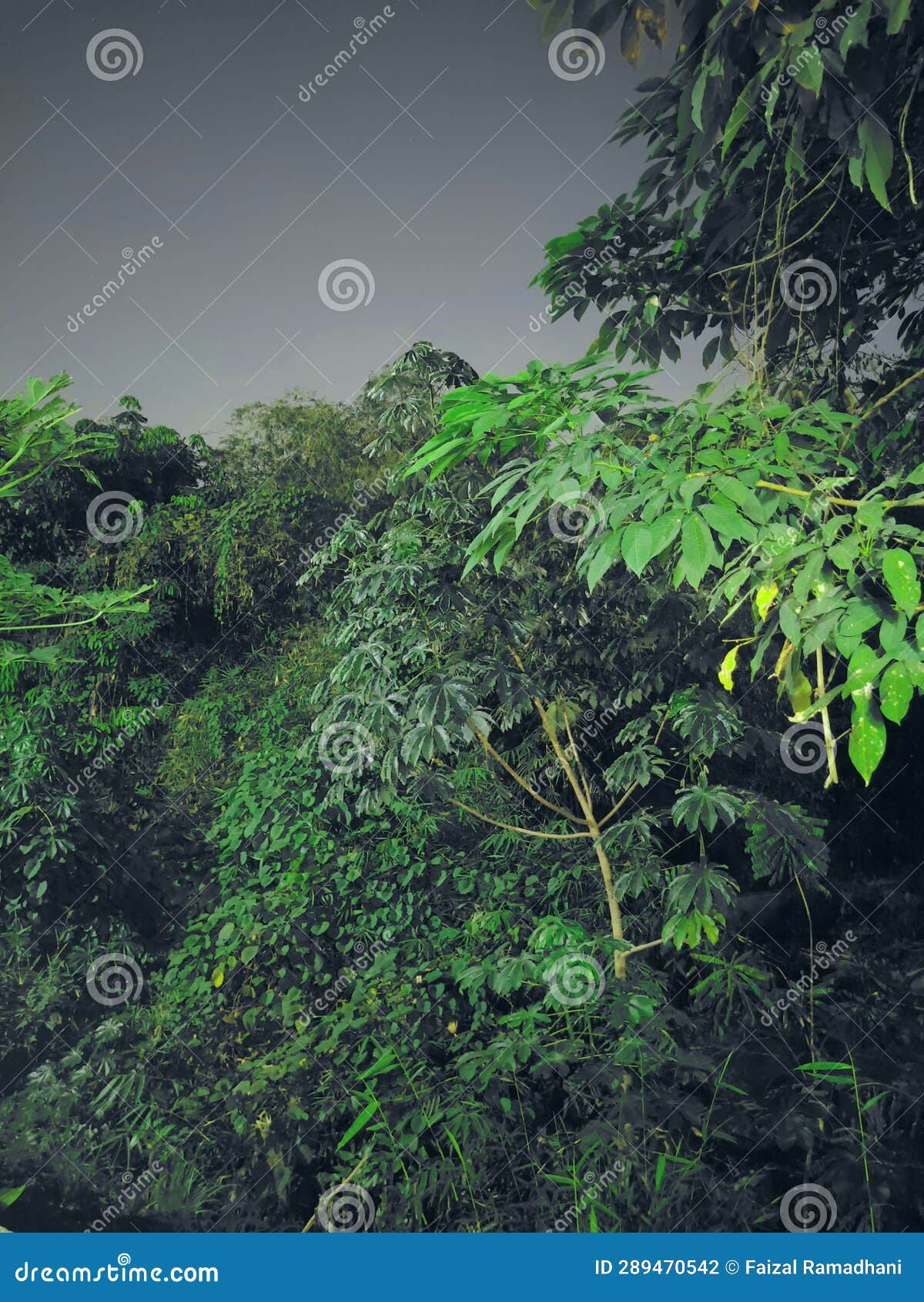 Forest View at Night from the Top of the Hill Stock Photo - Image of ...