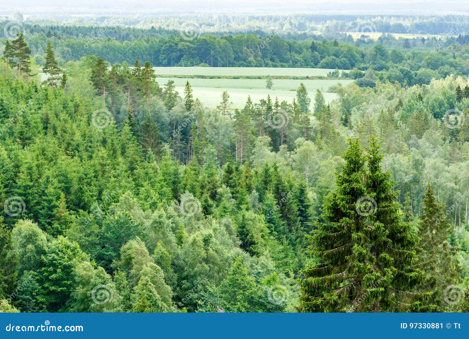 Forest View Over the Mixed Forest Stock Image - Image of mixed, angle ...