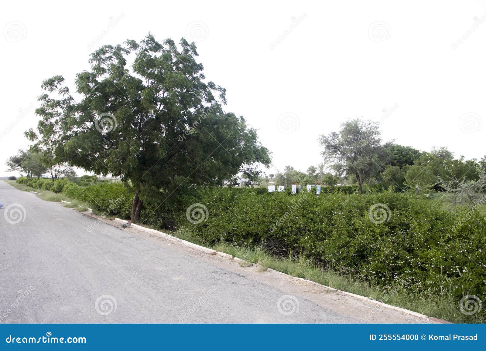 Forest View in Rajasthan India Stock Photo - Image of india, forest ...
