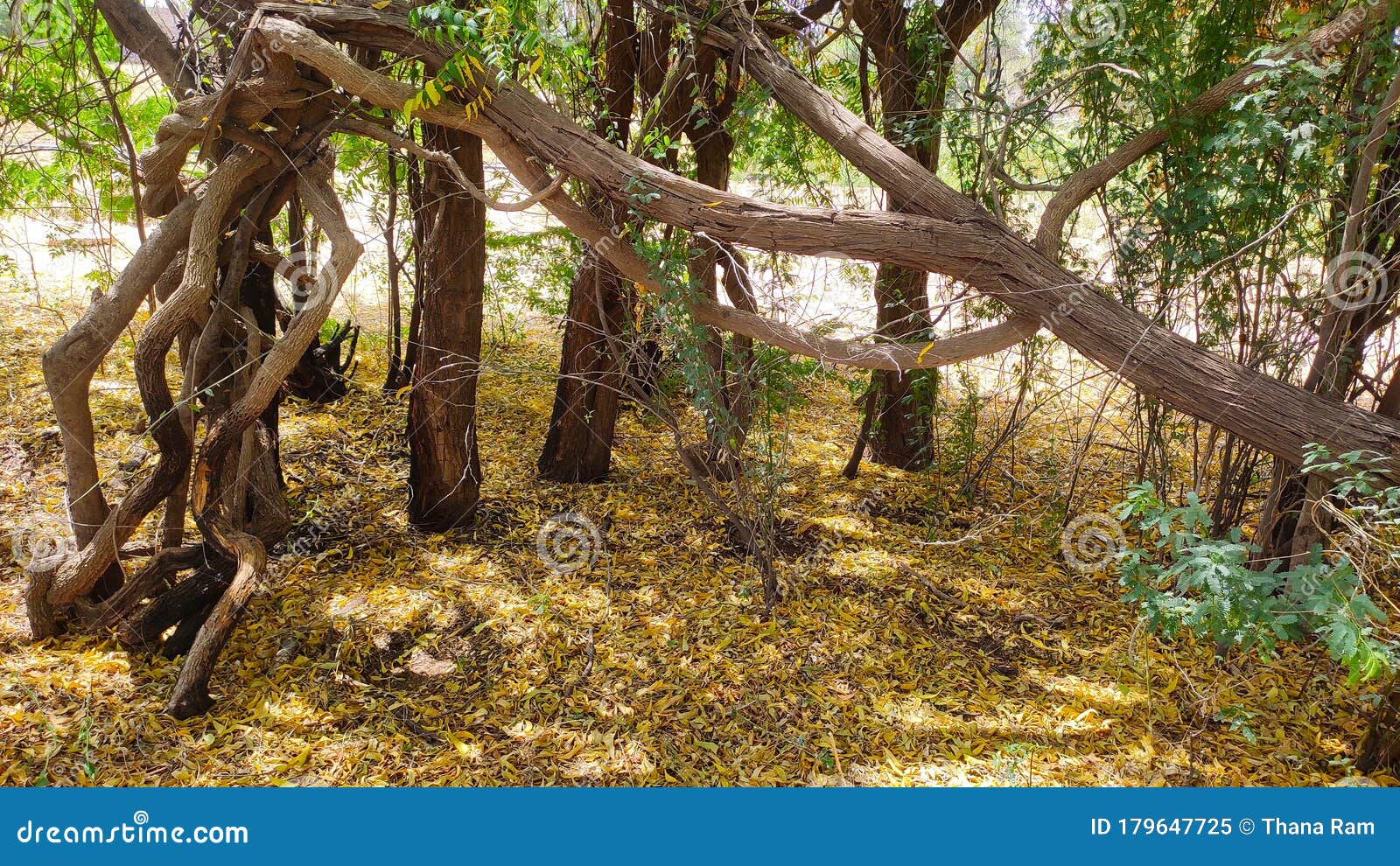 Scattered Dry Leaves and Trees in the Forest Stock Image - Image of ...