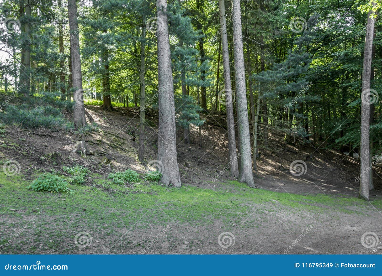 Forest View of a Small Hill with Different Kind of Trees Stock Image ...