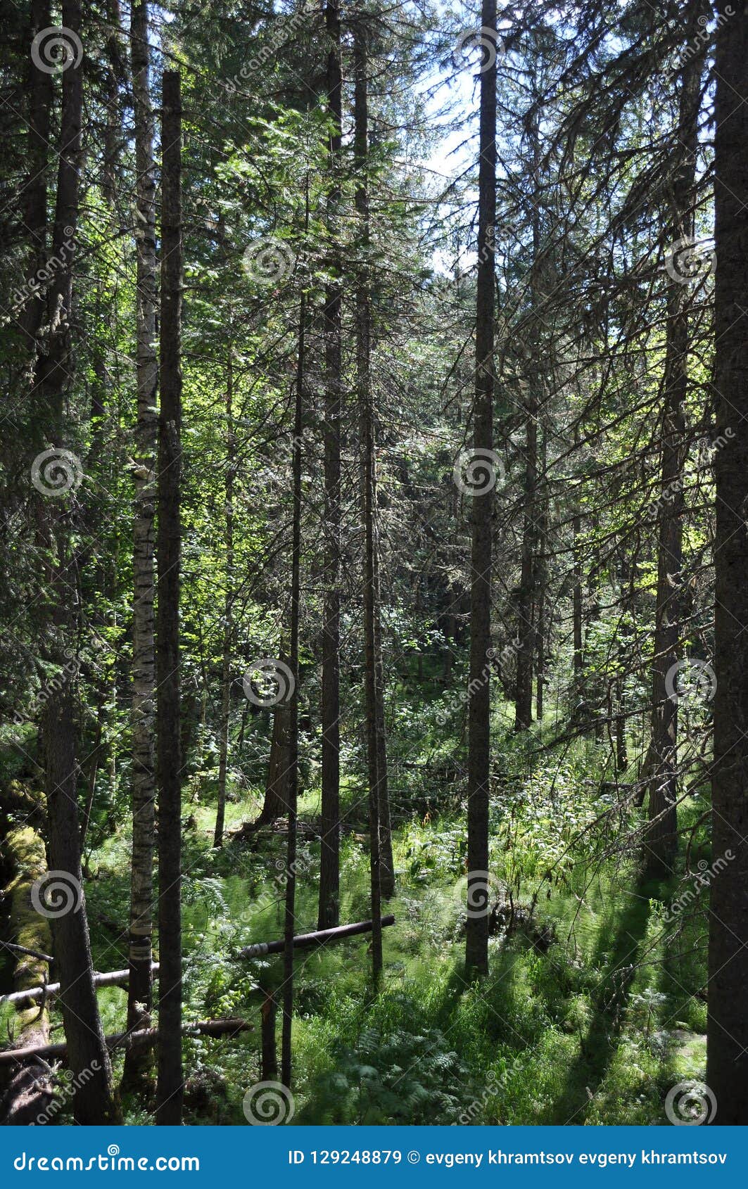 Forest stock image. Image of weather, warm, summer, view - 129248879