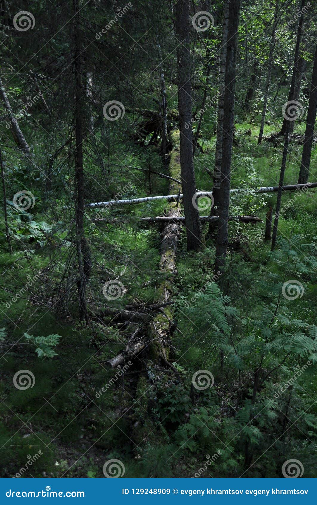 Forest stock image. Image of view, forest, summer, weather - 129248909