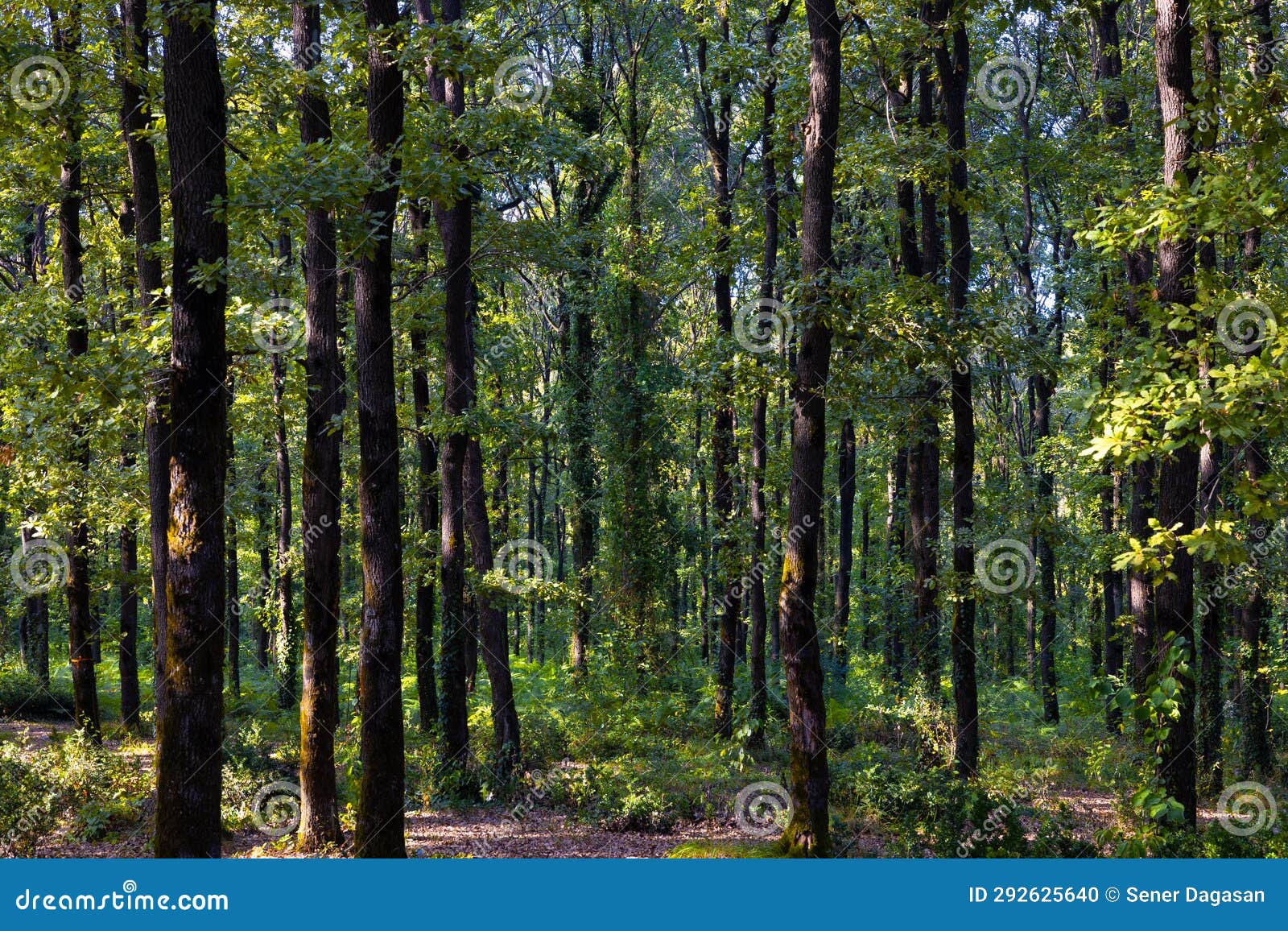 Forest View at Sunset from Inside the Forest. Carbon Neutrality Concept ...