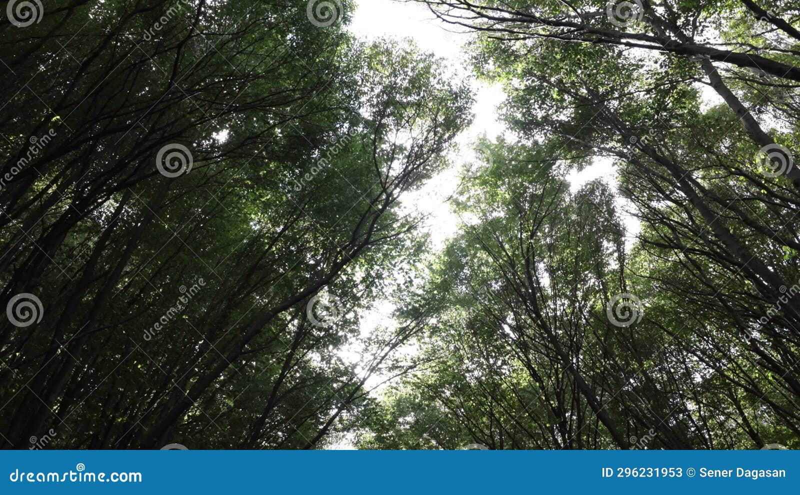 Forest View with Swaying Trees and Sunlight Stock Video - Video of ...