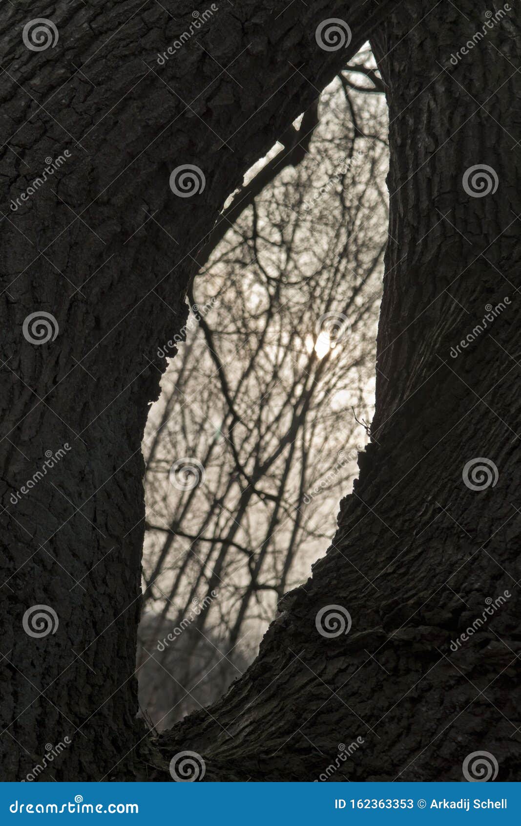 Forest View in Winter through Hole in the Tree Stock Image - Image of ...
