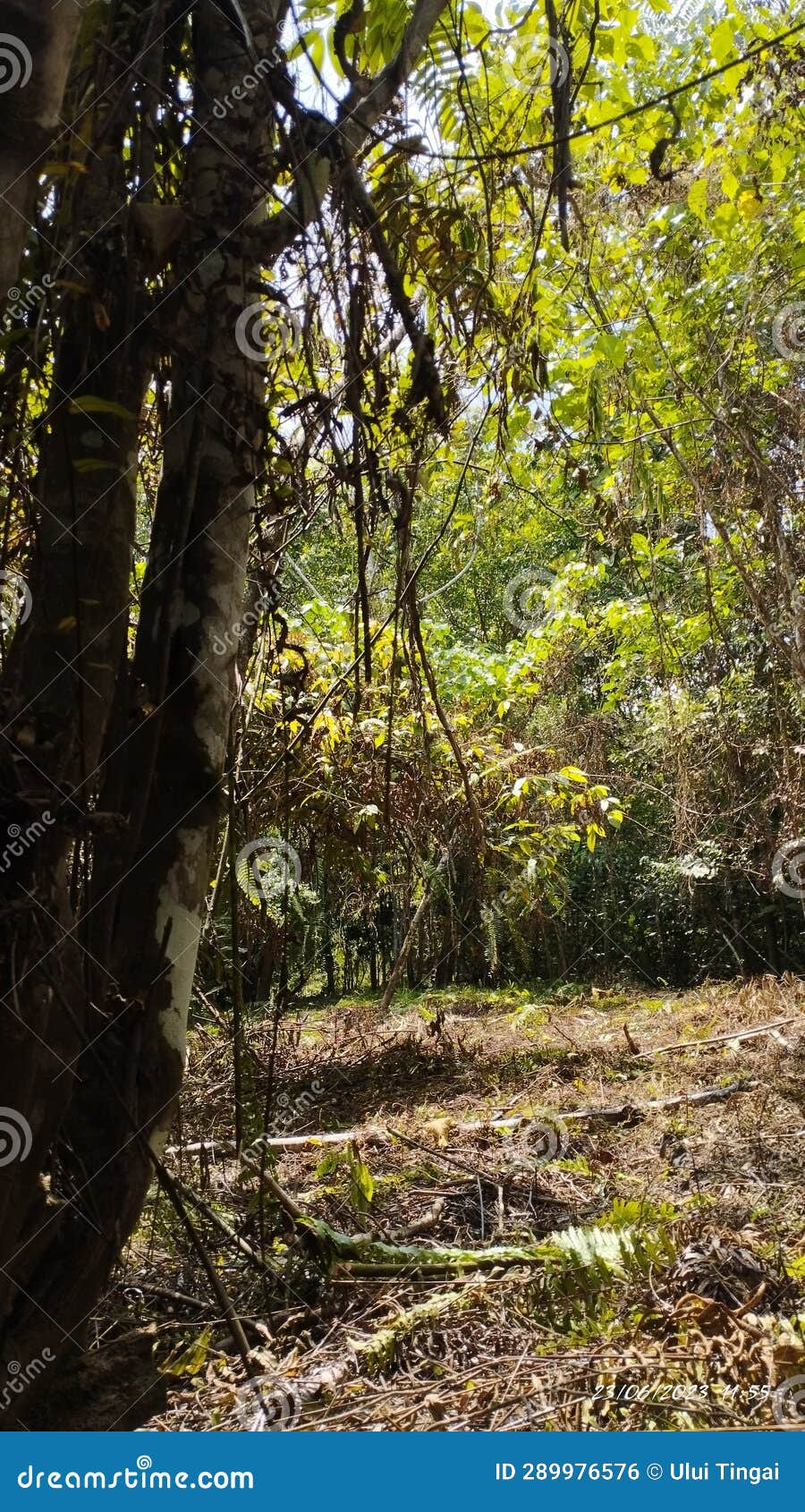Forest Views that are Still Natural and Still Maintained Stock Photo ...