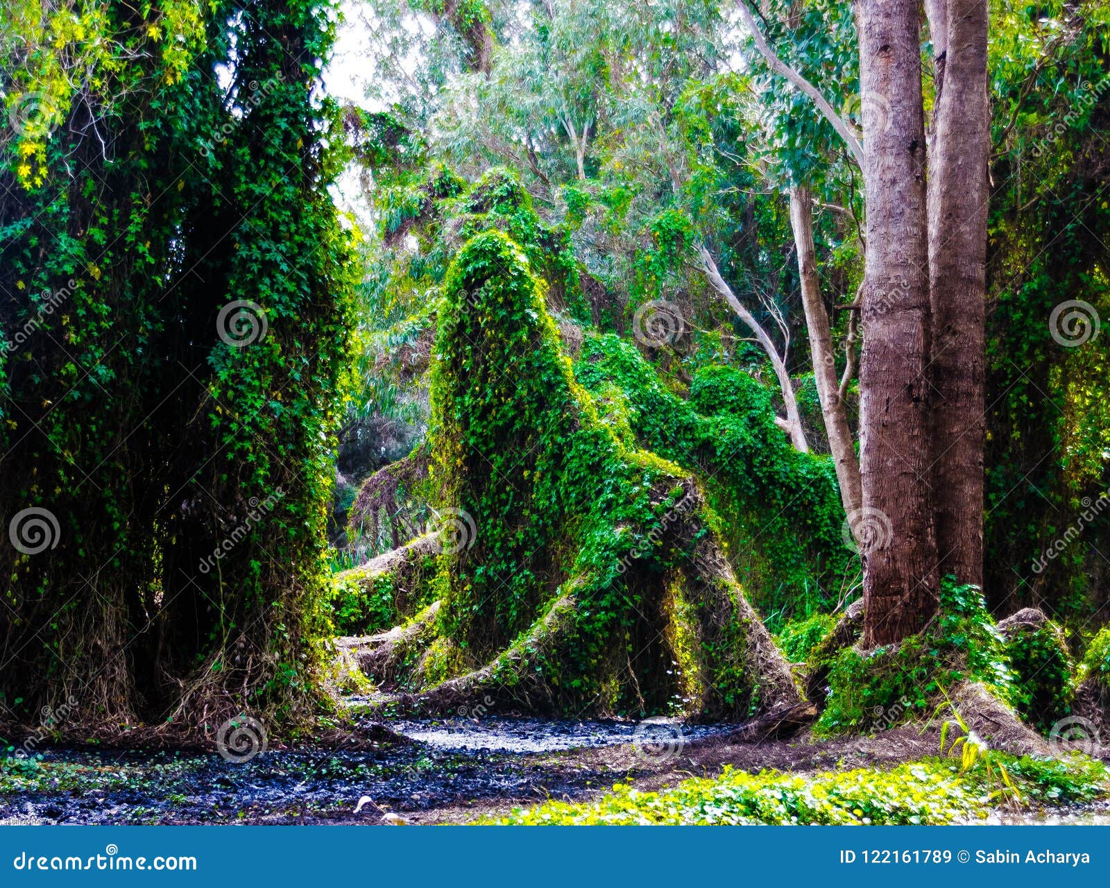 Forest Vines immagine stock. Immagine di muschio, figura - 122161789