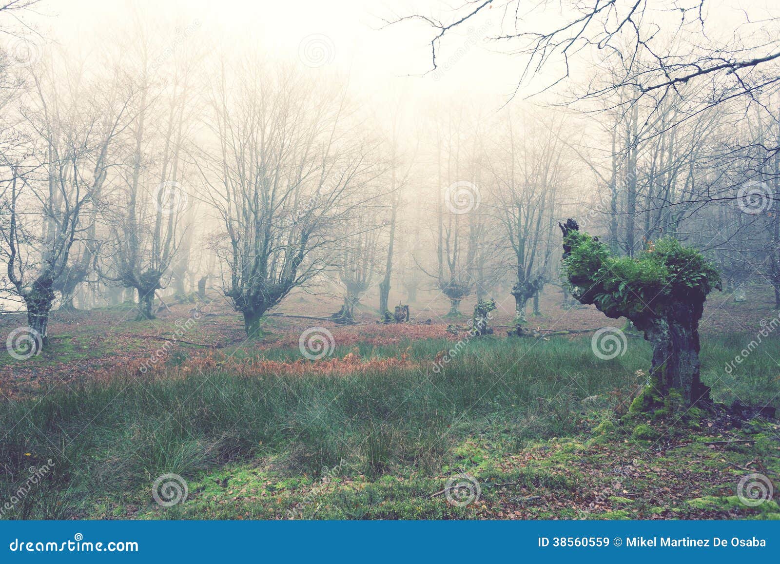 Forest with Vintage Effect Filter Stock Image - Image of landscape ...