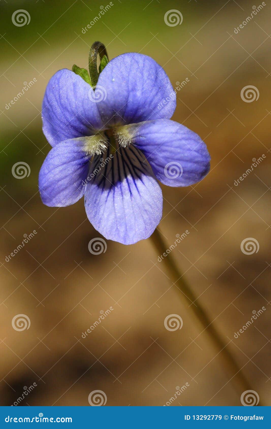 Forest violet stock image. Image of spring, violet, macrophotography ...