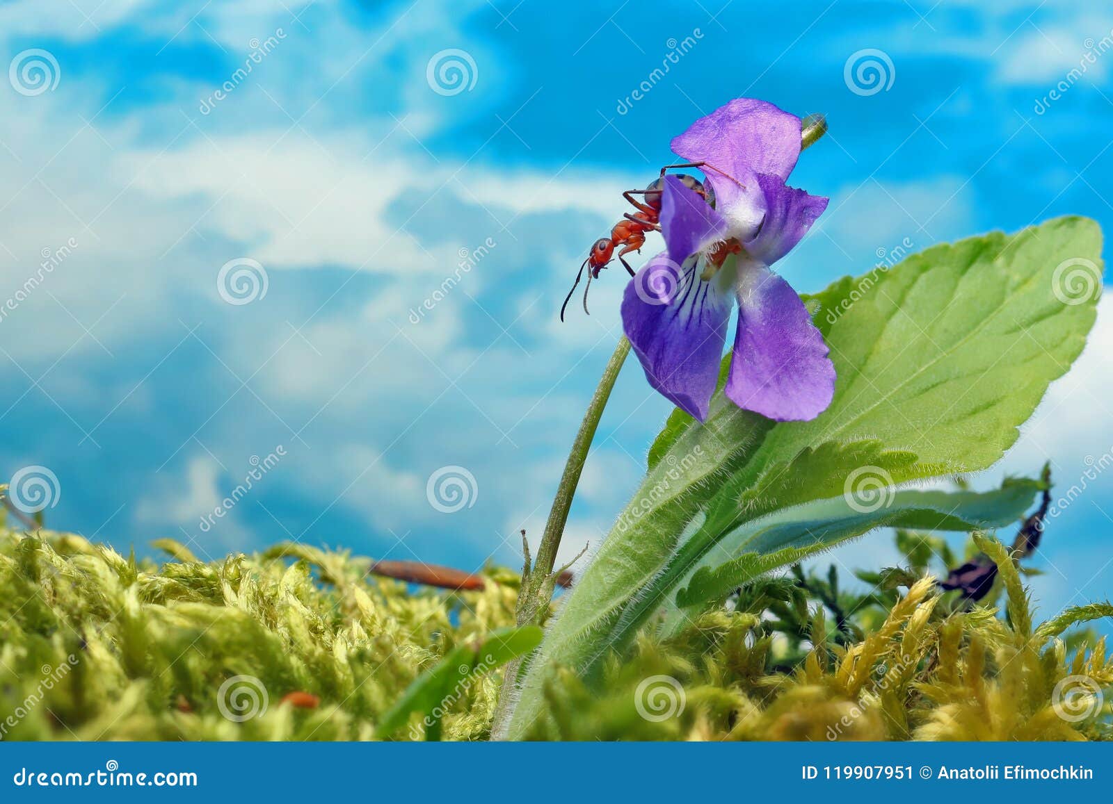 Forest Violet and ant. stock image. Image of stomach - 119907951