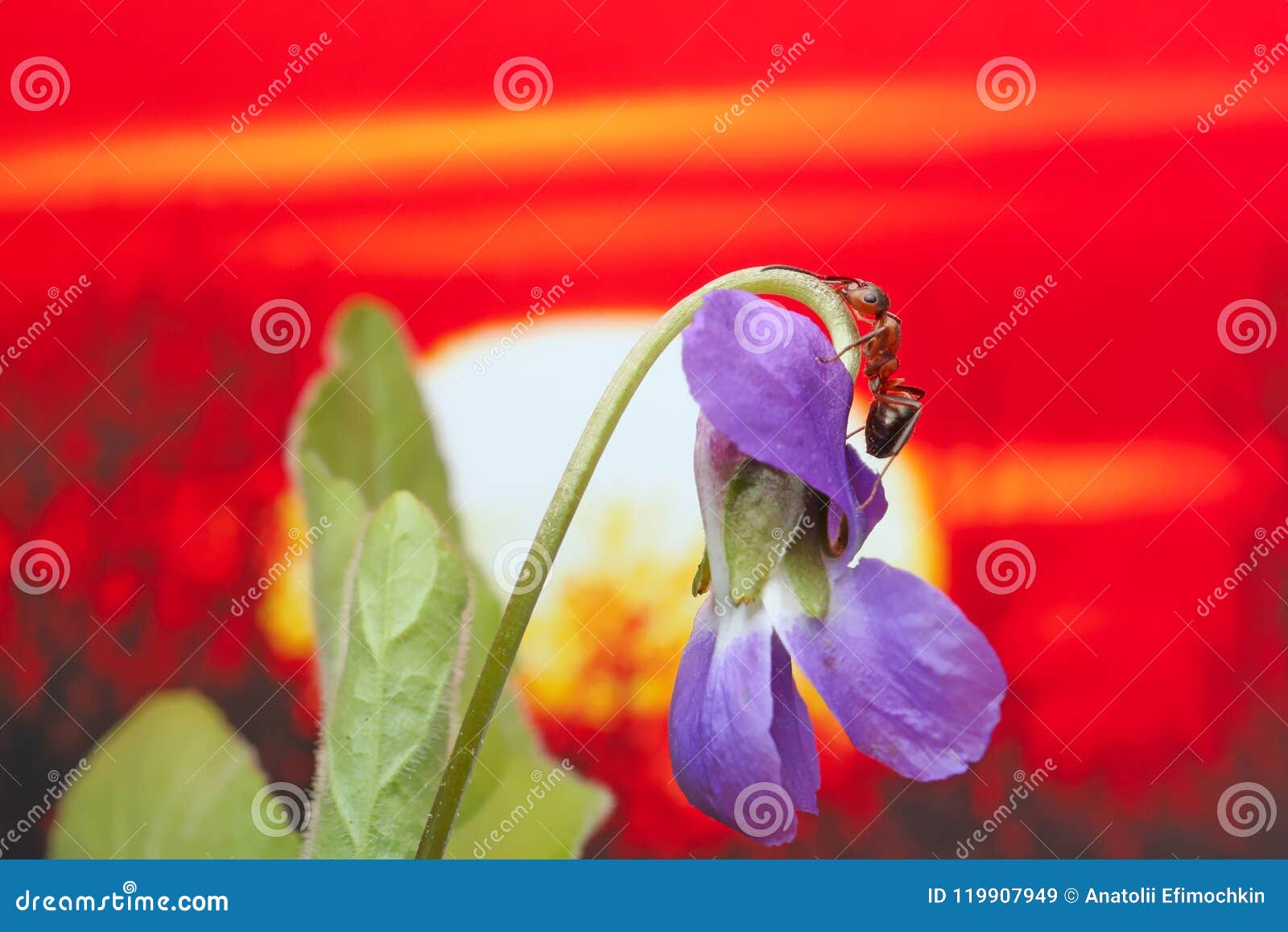 Forest Violet and ant. stock image. Image of closeup - 119907949