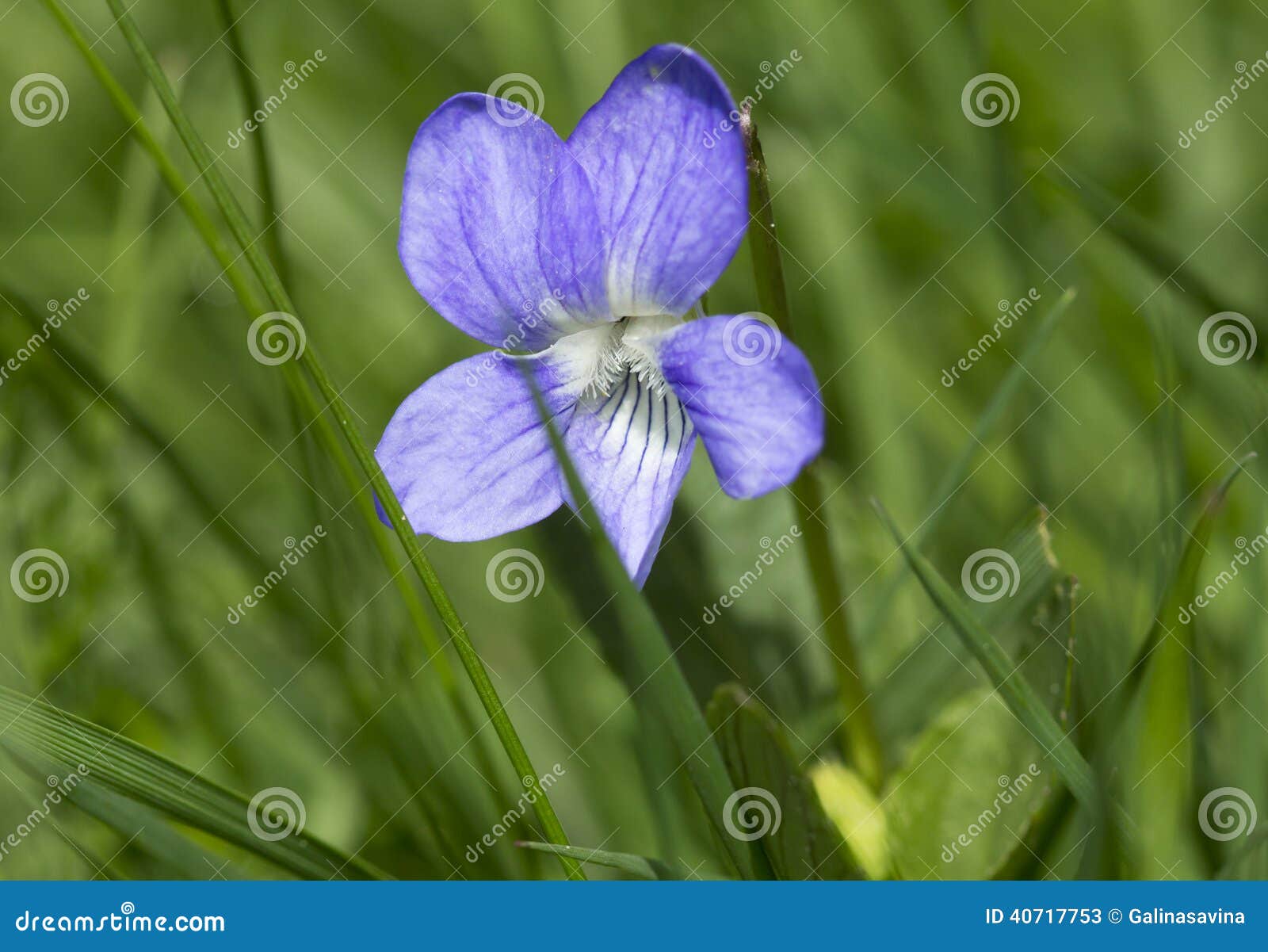 Forest violet stock image. Image of flower, blue, plant - 40717753