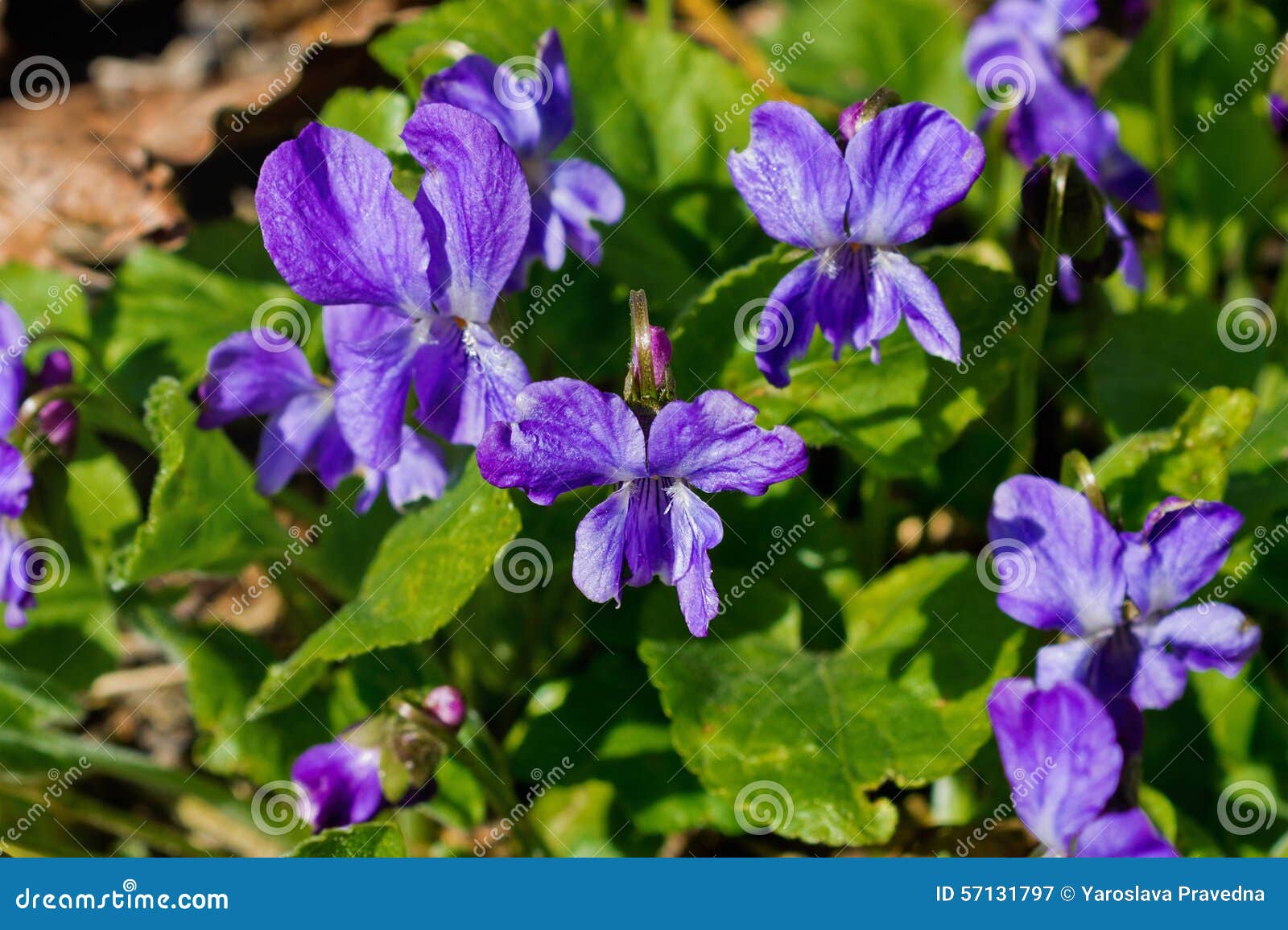 Forest violets stock image. Image of nature, flowers - 57131797