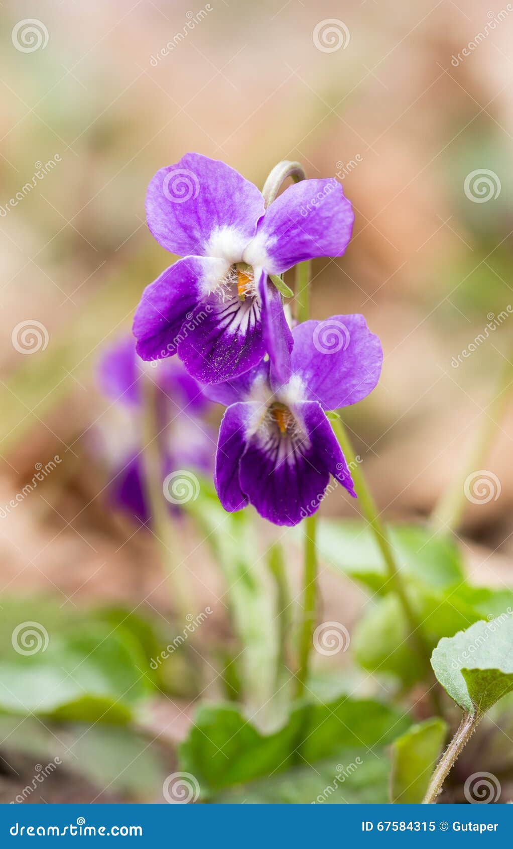 Forest violets stock image. Image of petal, closeup, little - 67584315