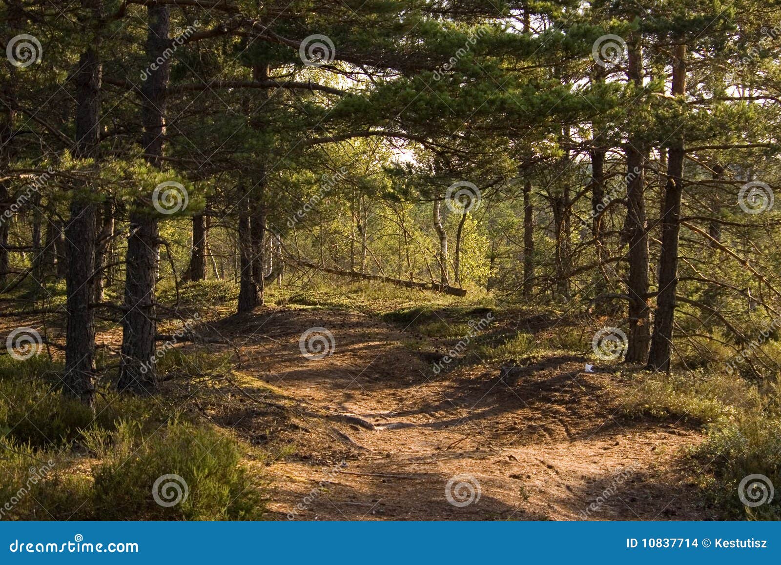 Forest walk stock photo. Image of trees, woodland, woods - 10837714