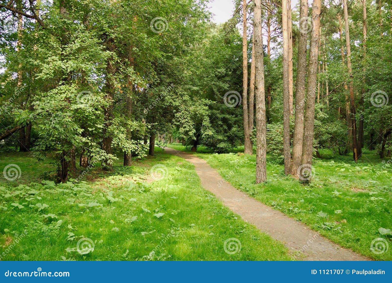 Forest walk stock image. Image of relax, silence, road - 1121707