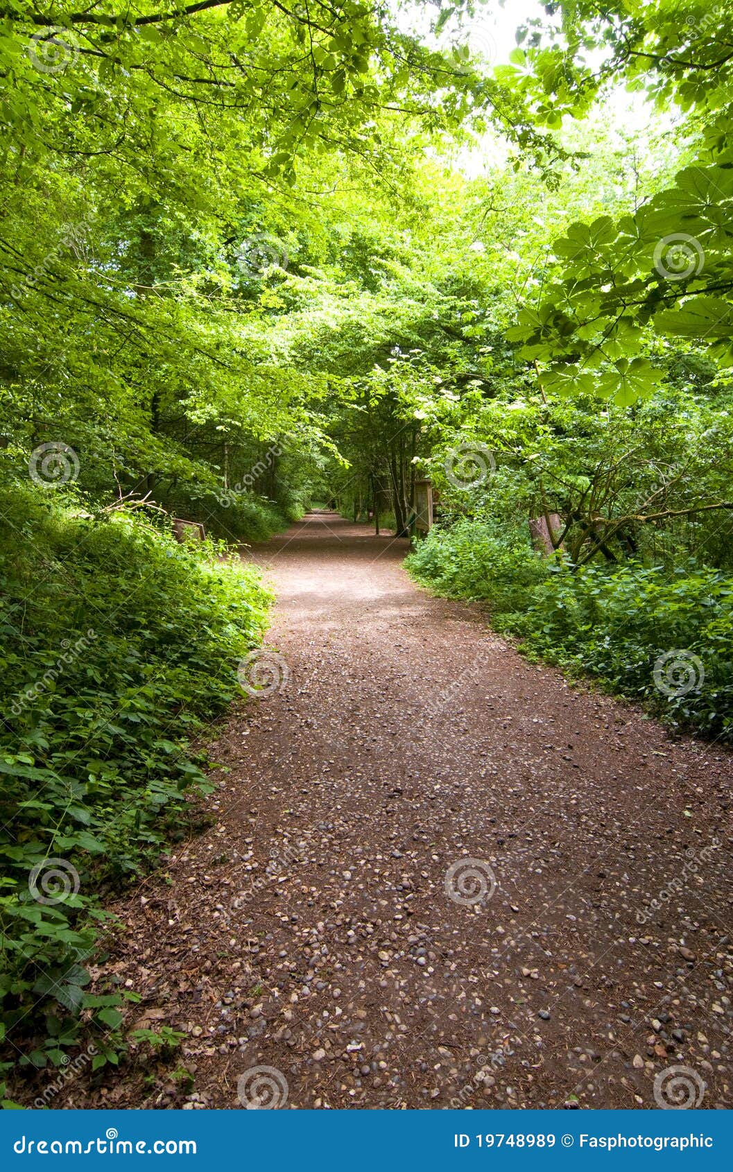 Forest walk stock image. Image of trees, relax, leaves - 19748989