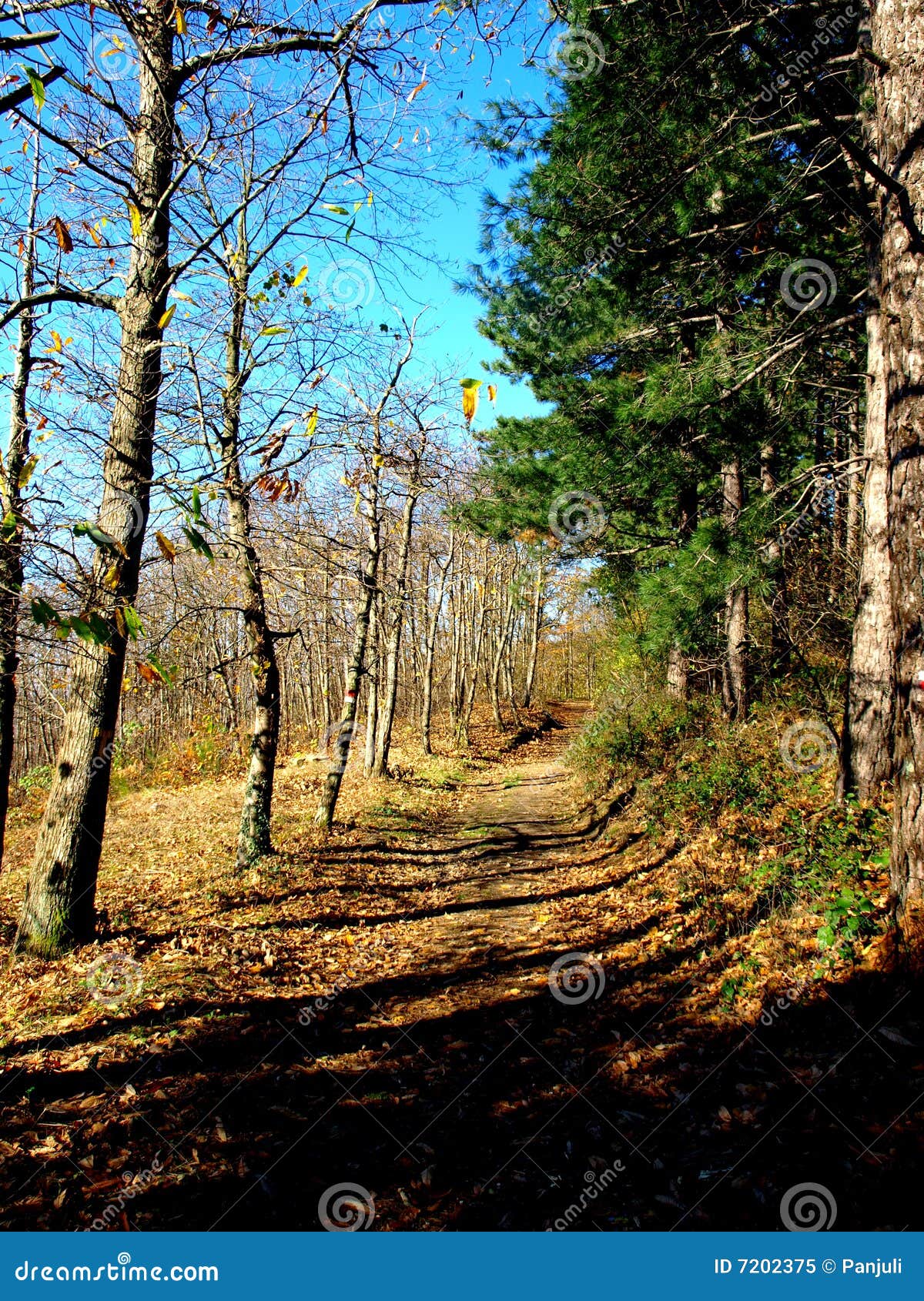 Forest walk stock image. Image of environment, shadow - 7202375