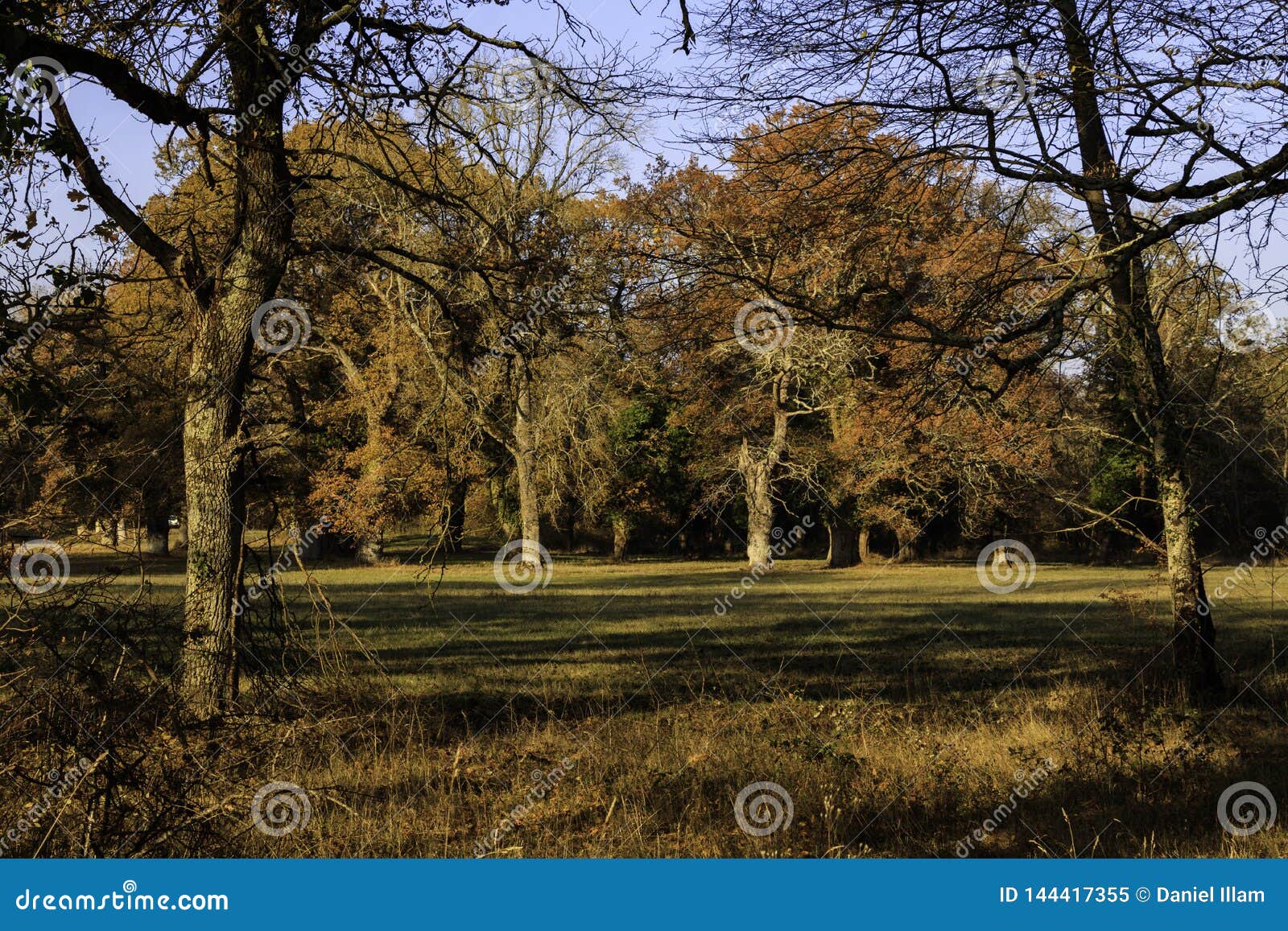 Forest Walk in Autumn with Setting Sun Stock Image - Image of fall ...