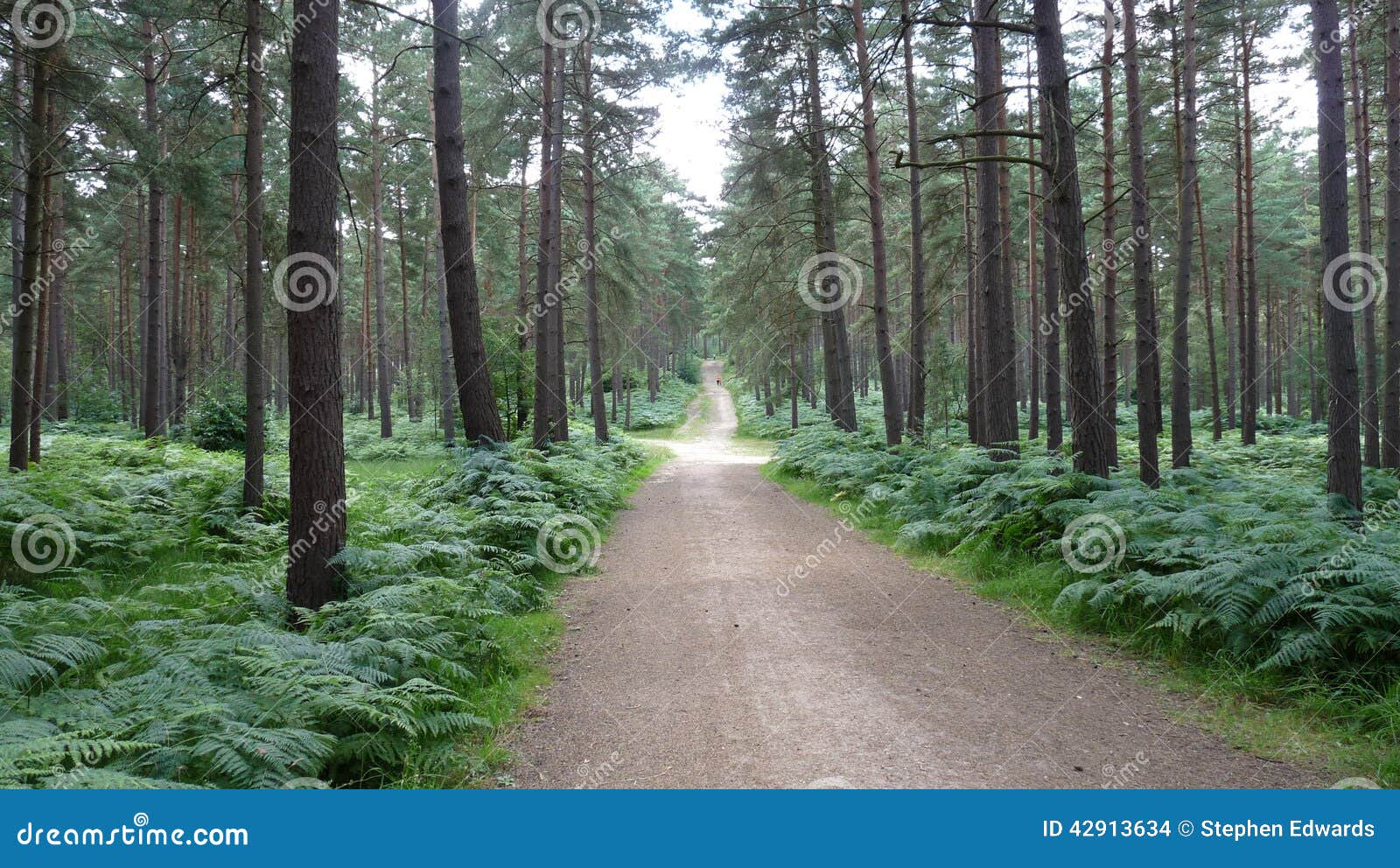 Forest walk stock photo. Image of natural, adventure - 42913634