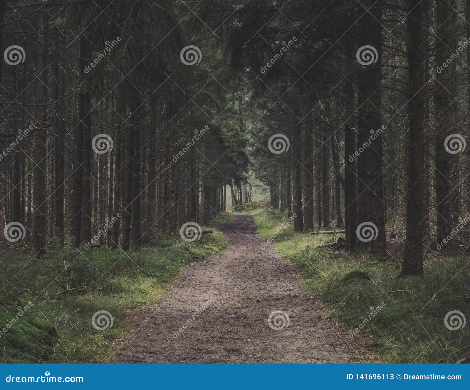 Forest Walk through Tall Straight Pine Trees Stock Image - Image of ...