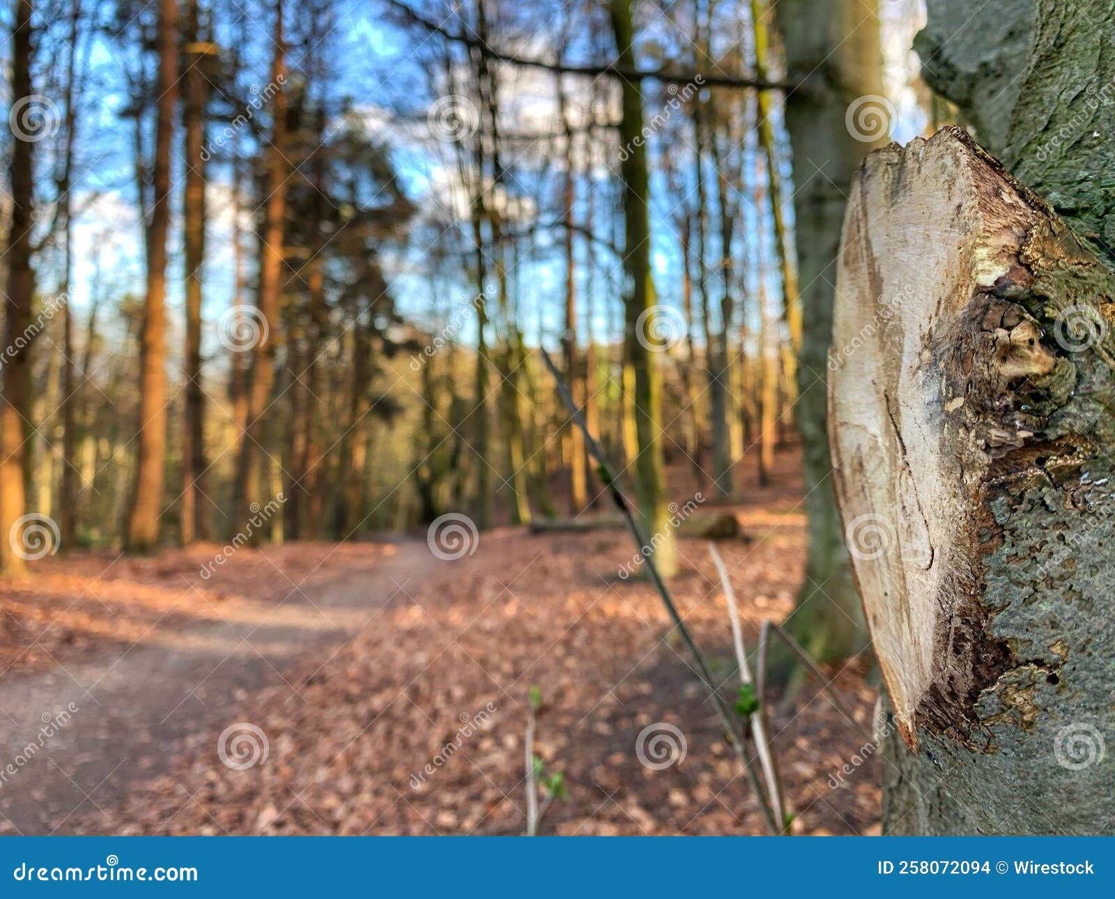 Forest Walk through the Trees Stock Photo - Image of nature, path ...