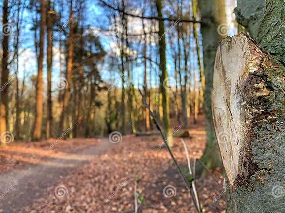 Forest Walk through the Trees Stock Photo - Image of nature, path ...