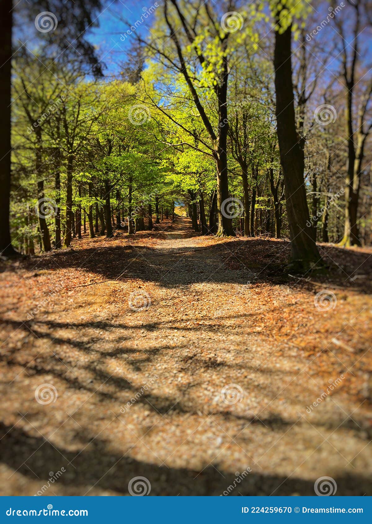 Forest walk stock photo. Image of forest, walk, trees - 224259670