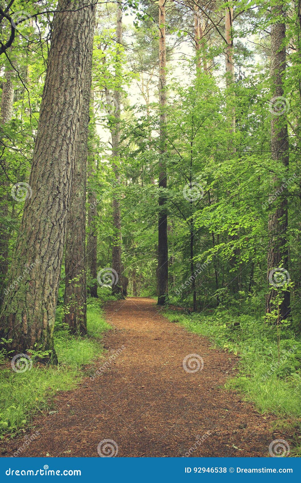 Forest walking stock photo. Image of calmness, green - 92946538