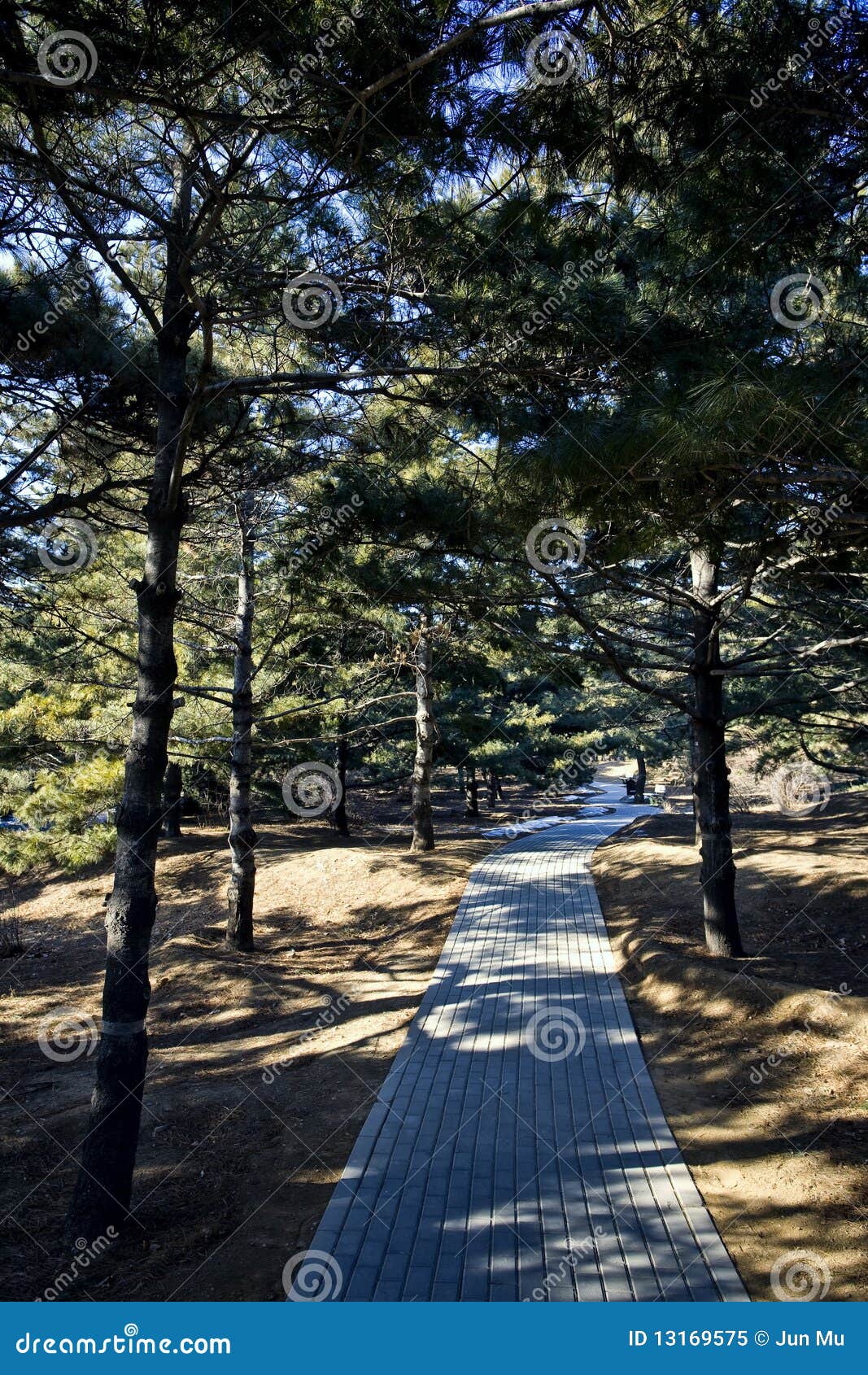 Forest walking path stock image. Image of winter, plant - 13169575