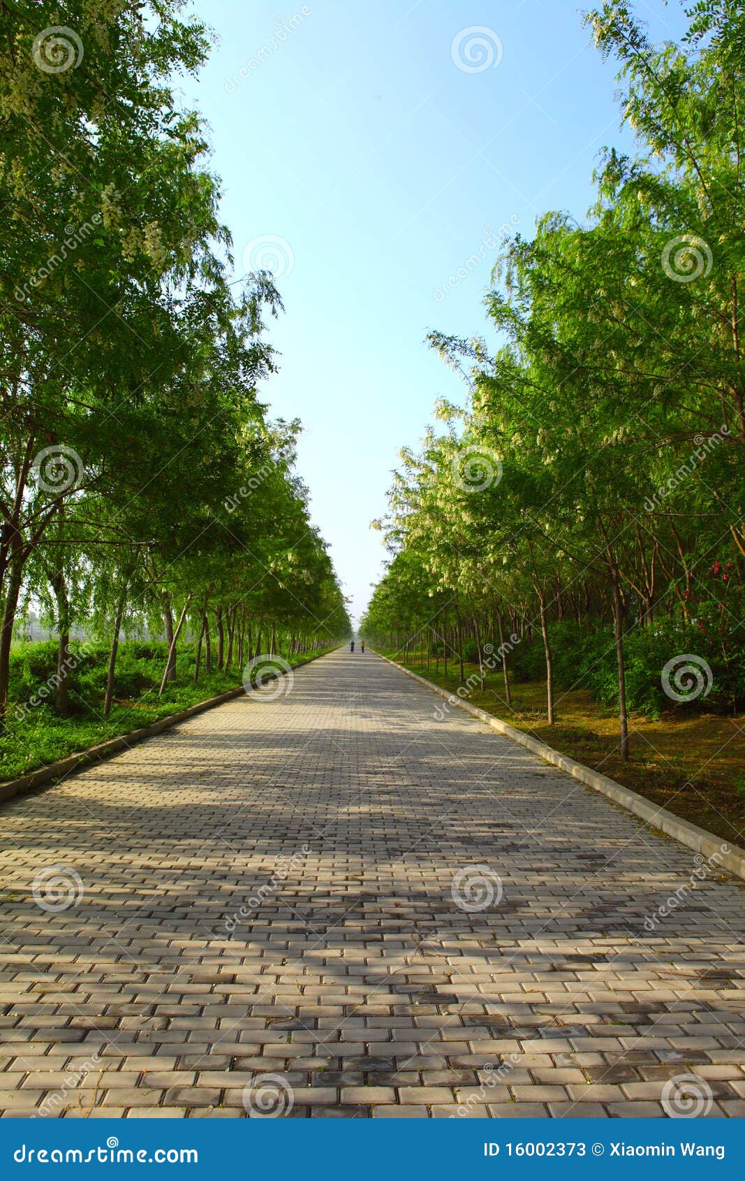 Forest walking path stock image. Image of tree, road - 16002373