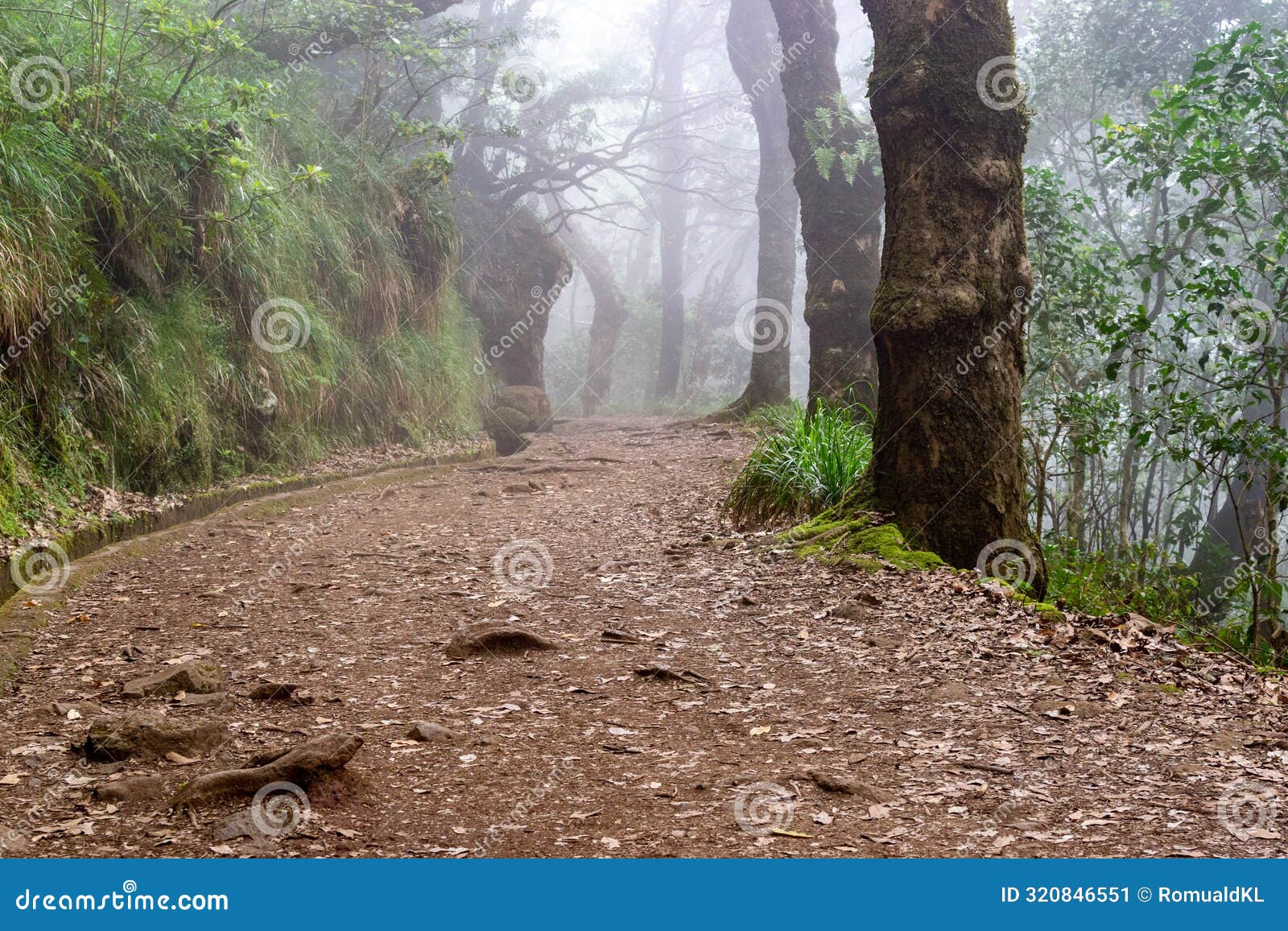 Forest Walking Path in Deep Fog and Haze Stock Image - Image of track ...