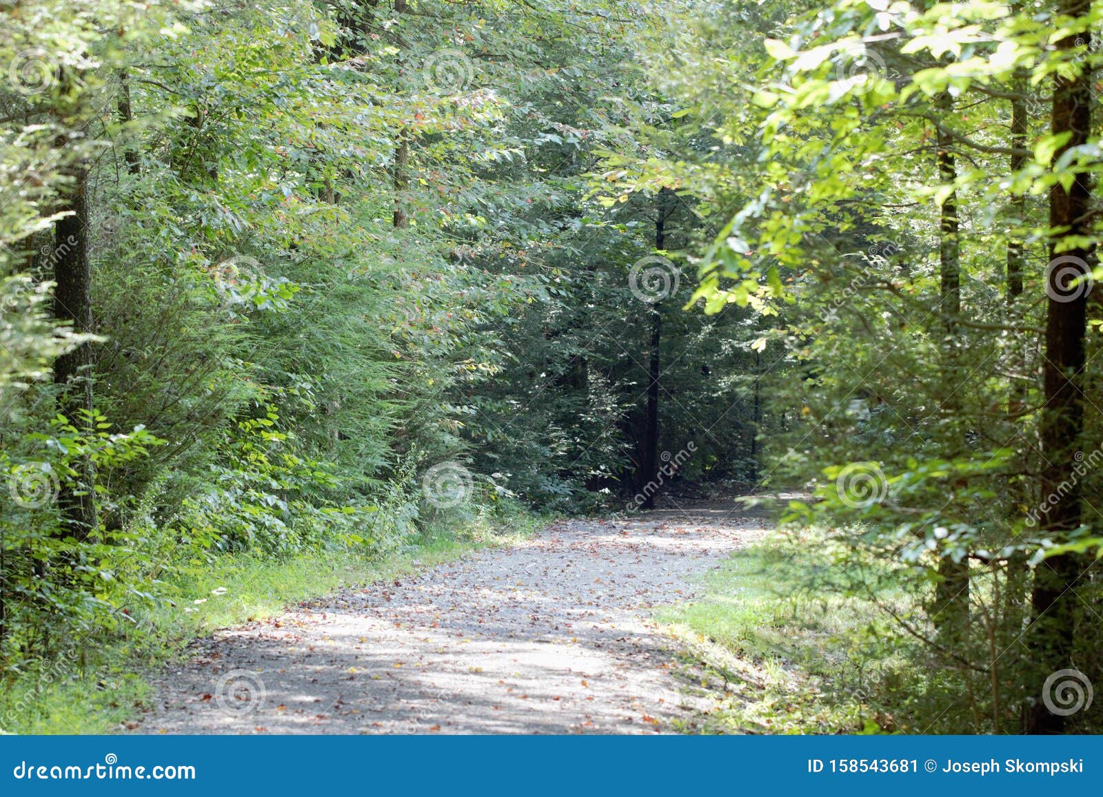 Forest Walking Path stock image. Image of walkway, sunlight - 158543681