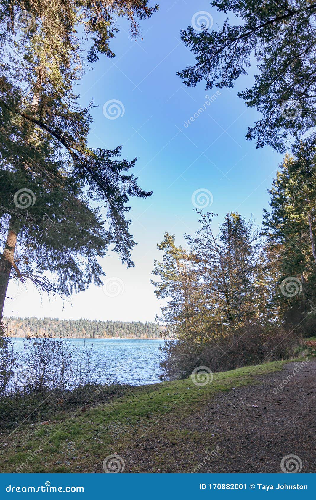Forest with Walking Path Leading Along the Edge of the Puget Sound ...