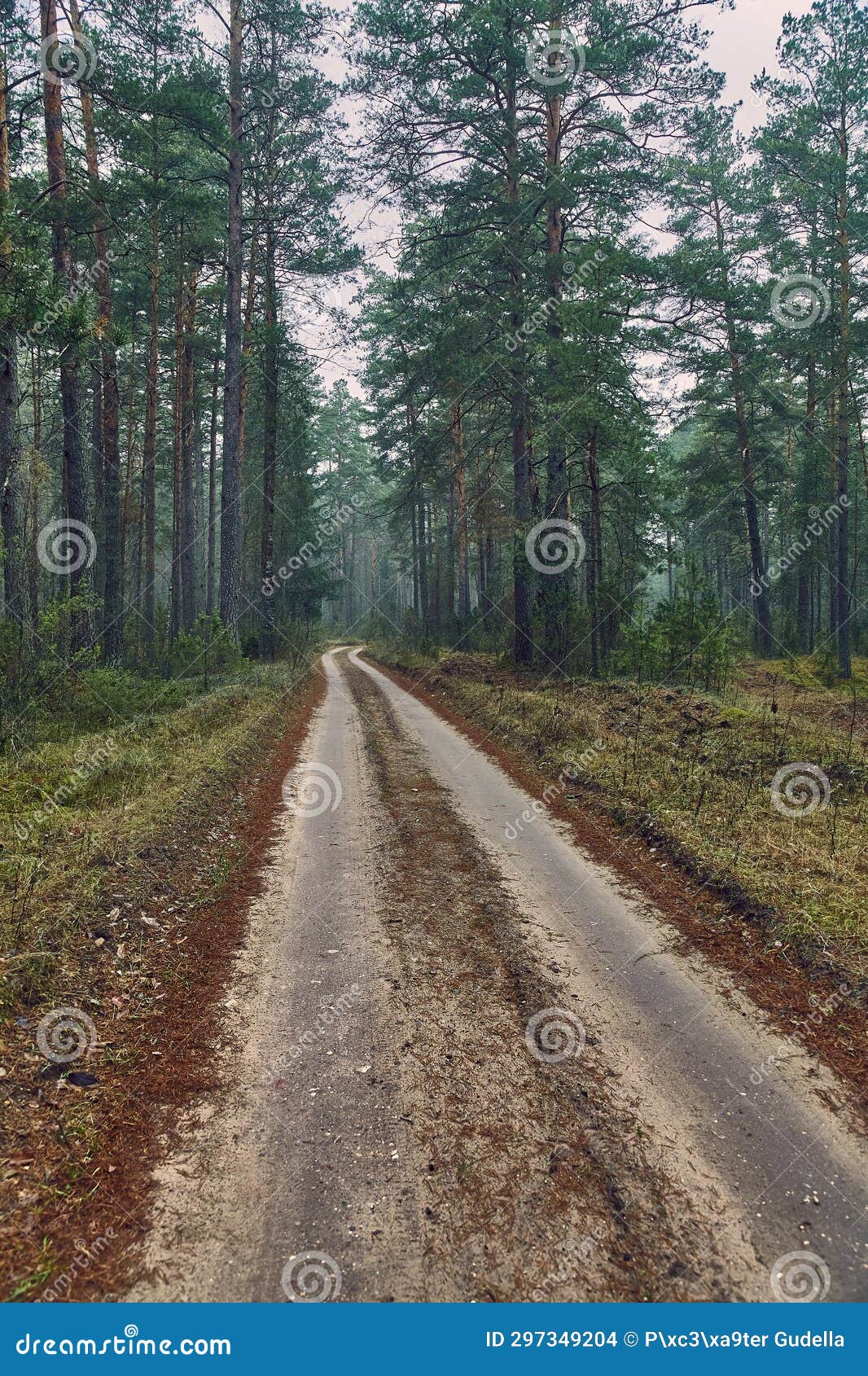 Forest Walking Path in Misty Weather Stock Photo - Image of outdoor ...